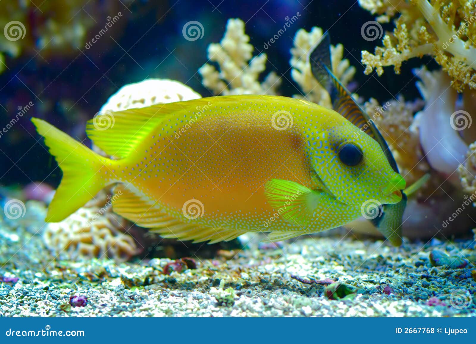 Poissons exotiques photo stock. Image du poissons, projectile - 2667768