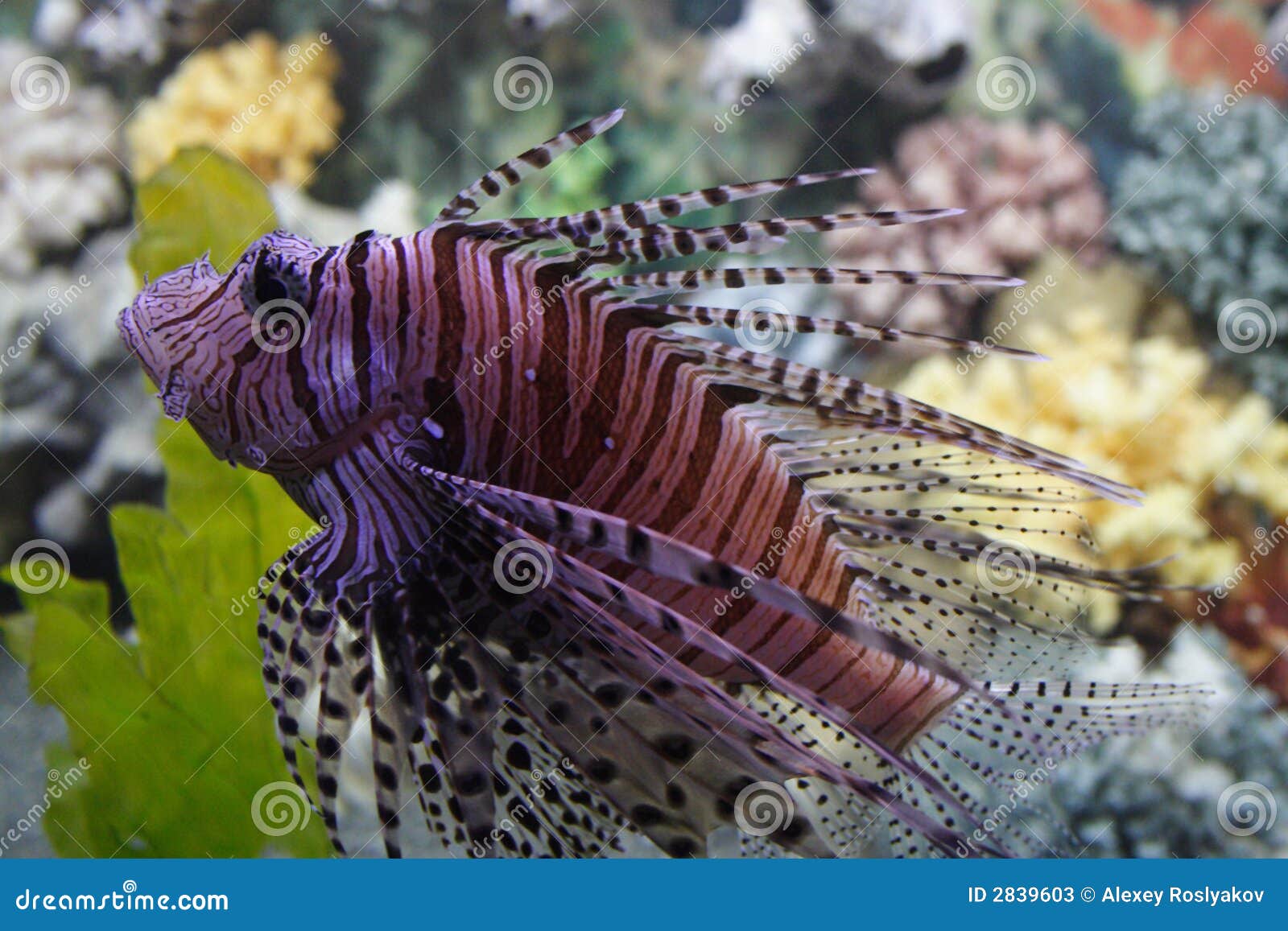 Poissons exotiques image stock. Image du exotique, profondément - 2839603