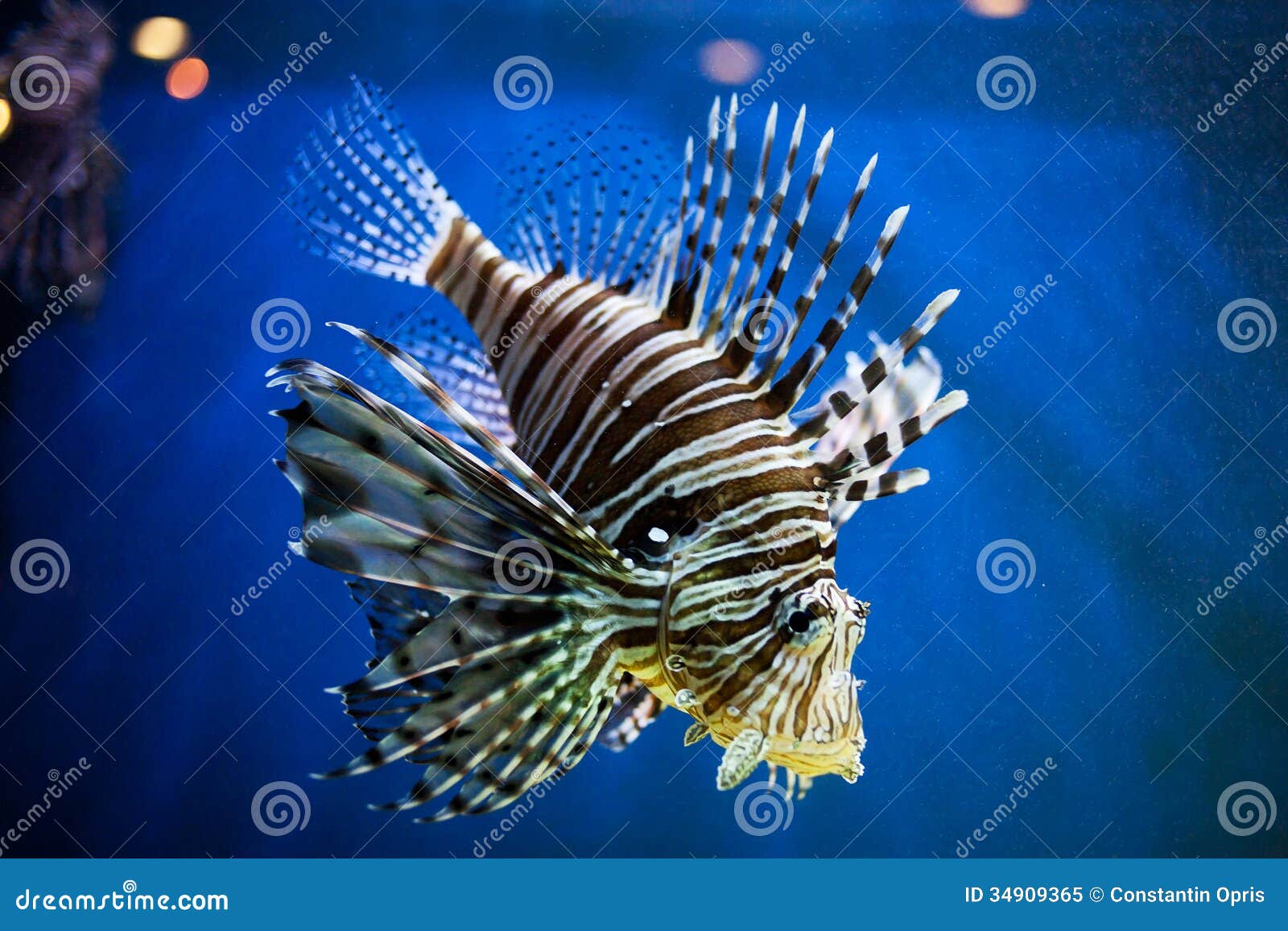 Poissons exotiques image stock. Image du beau, frais - 34909365