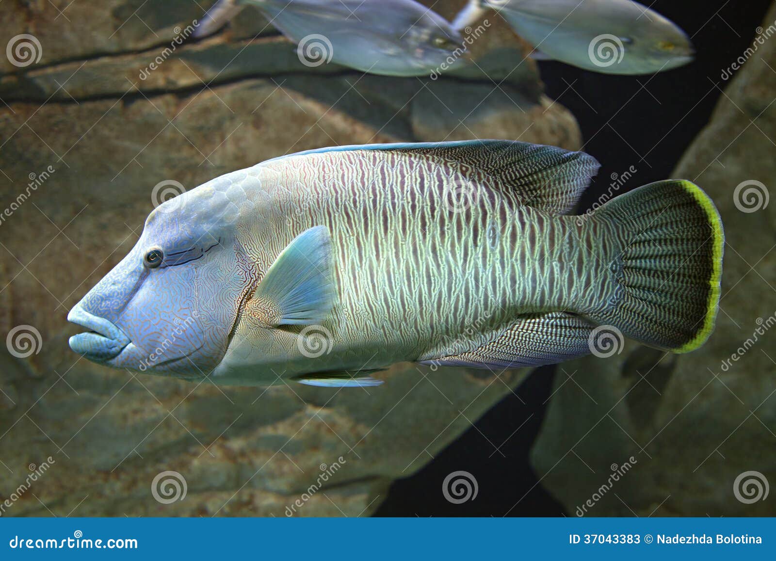 Poissons exotiques image stock. Image du profondément - 37043383
