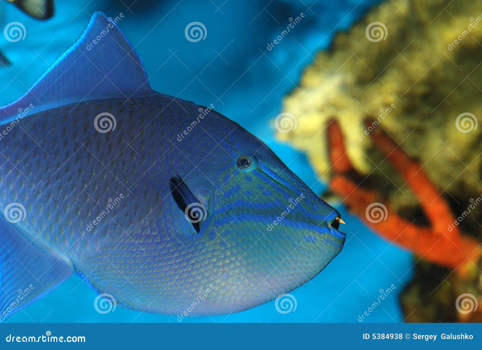 Poissons exotiques photo stock. Image du nautique, tropical - 5384938