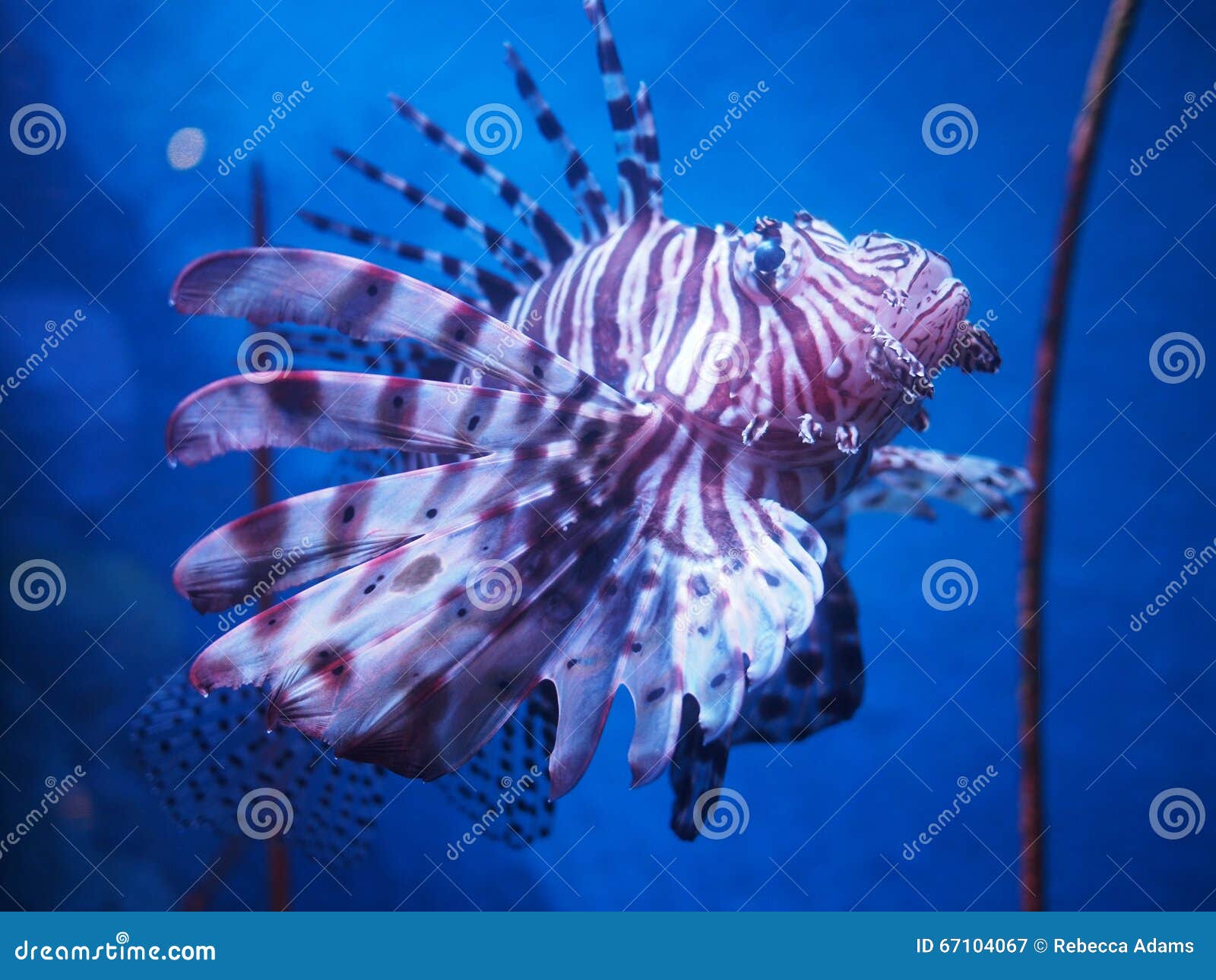 Poissons exotiques image stock. Image du bain, marin - 67104067