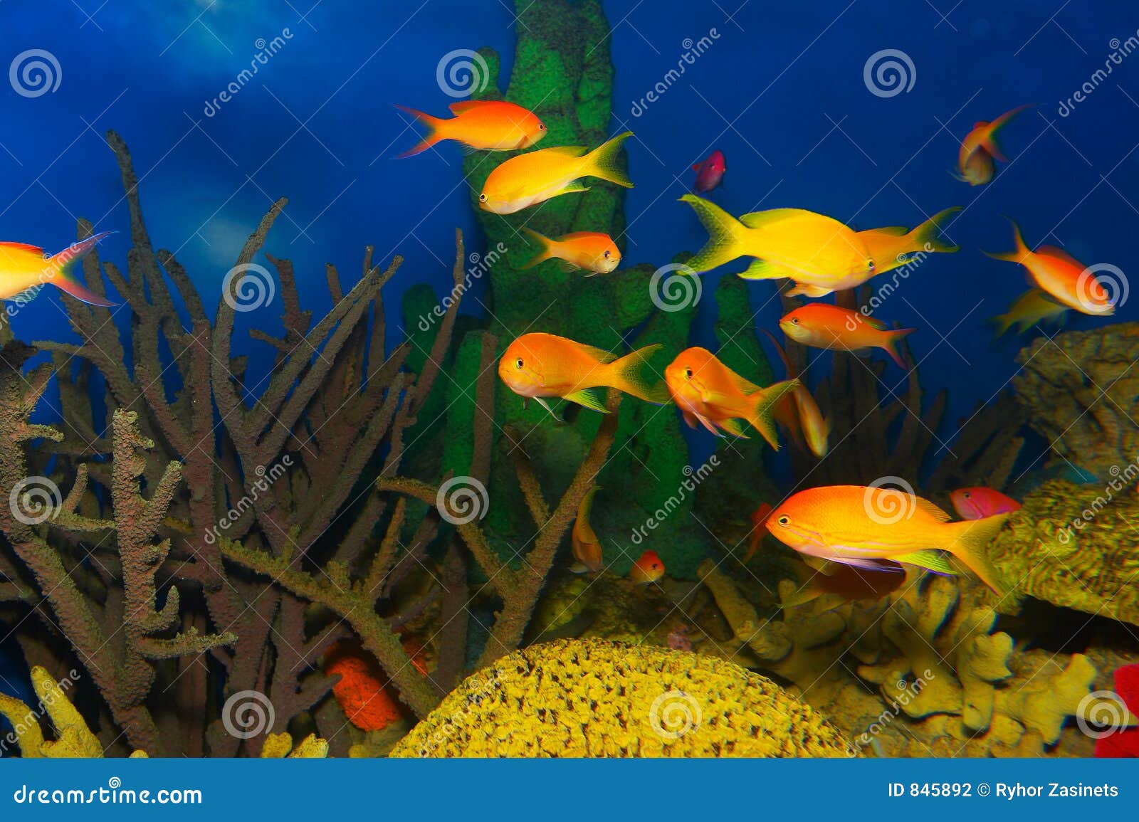 Poissons exotiques photo stock. Image du aquarium, couleurs - 845892