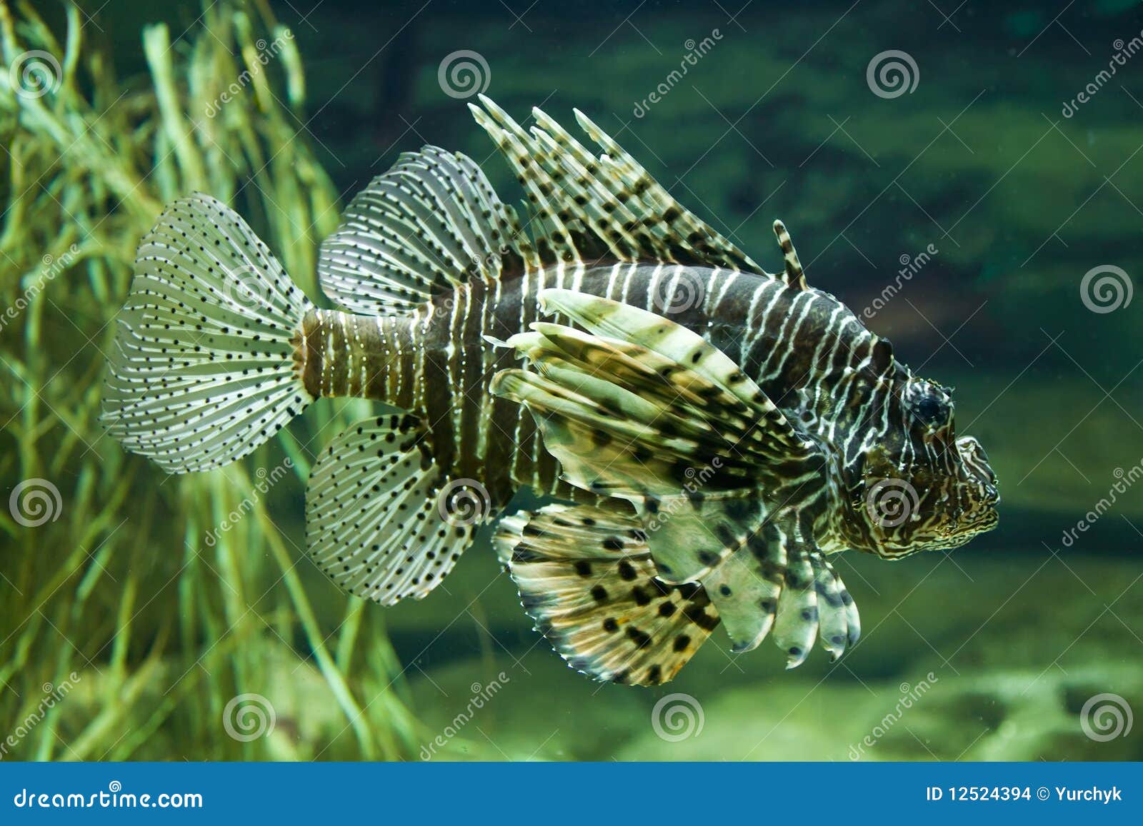 Poissons Exotiques D'aquarium Photo stock - Image du marin, tropical ...