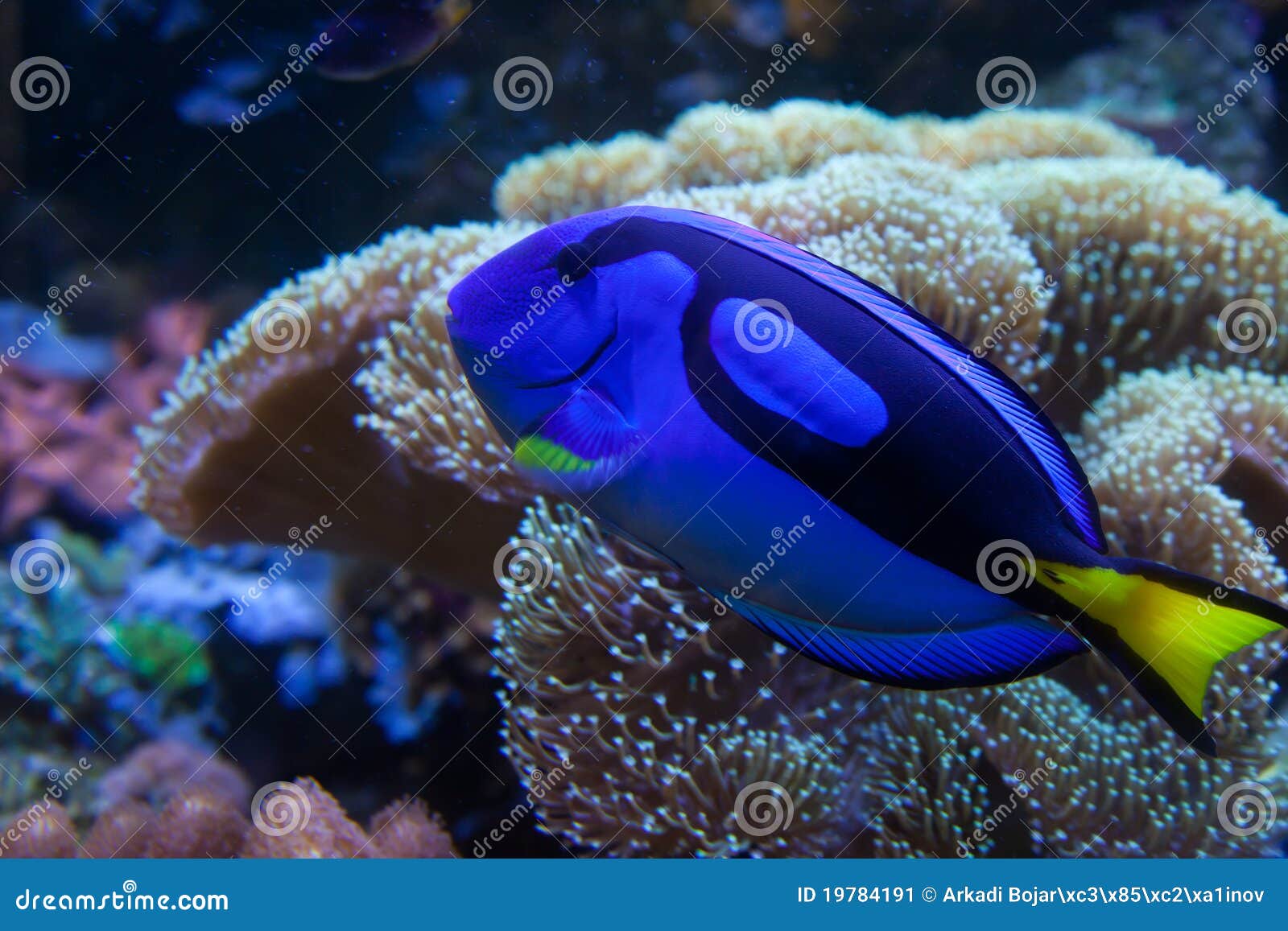 Poissons Exotiques D'aquarium Image stock - Image: 19784191