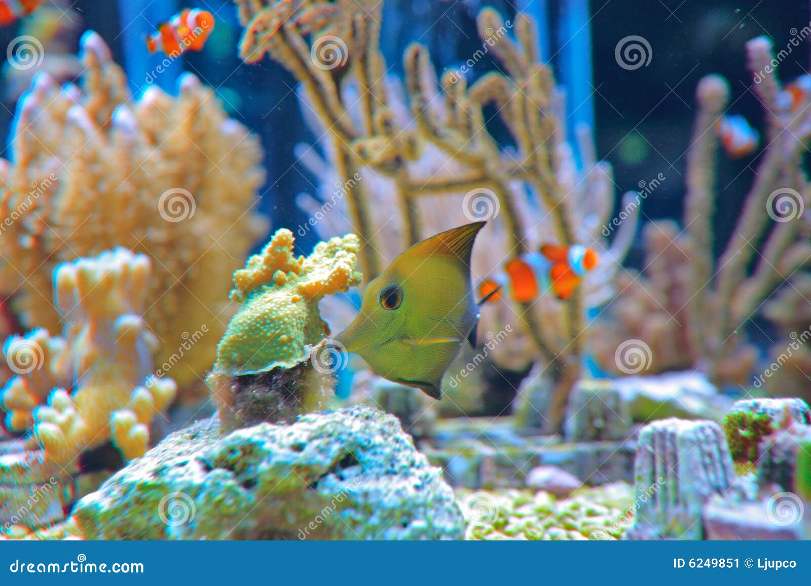 Poissons Exotiques Dans L'aquarium Image stock - Image du centrale ...