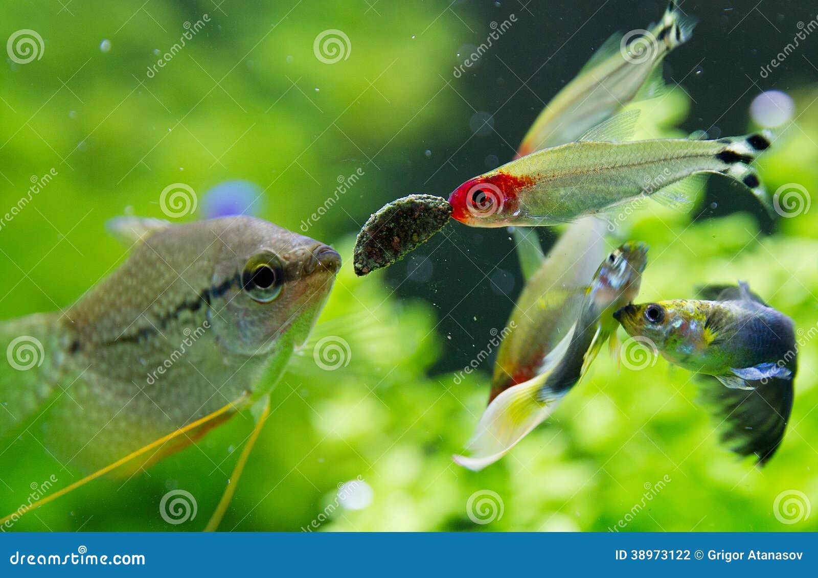 Poissons Exotiques Dans L'aquarium D'eau Douce Photo stock - Image du ...