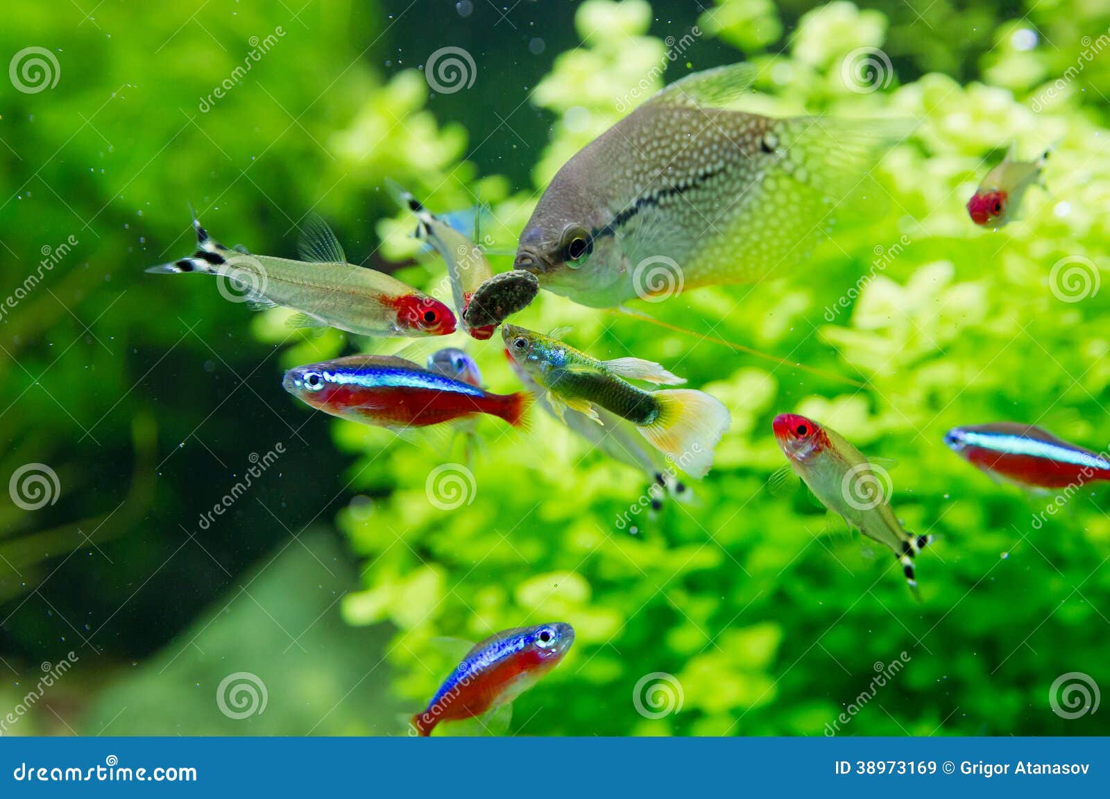 Poissons Exotiques Dans L'aquarium D'eau Douce Image stock - Image du ...