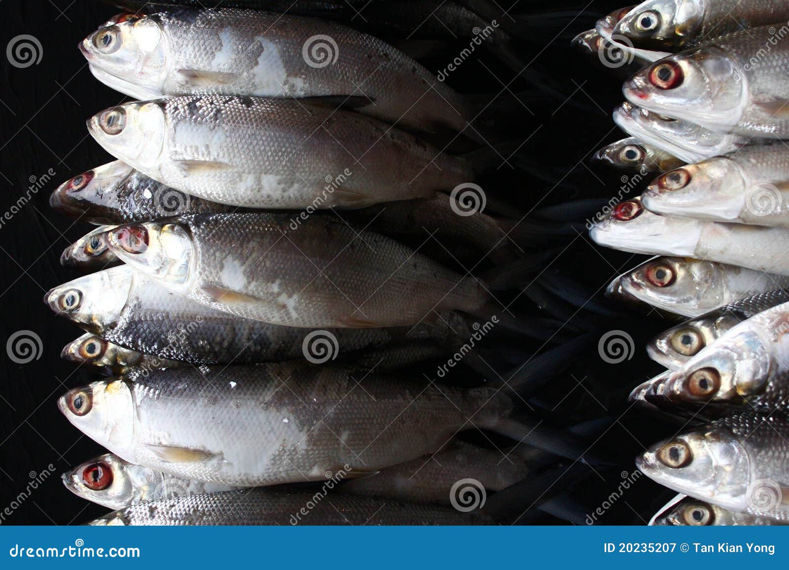 Poissons frais image stock. Image du vente, seafood, frais - 20235207
