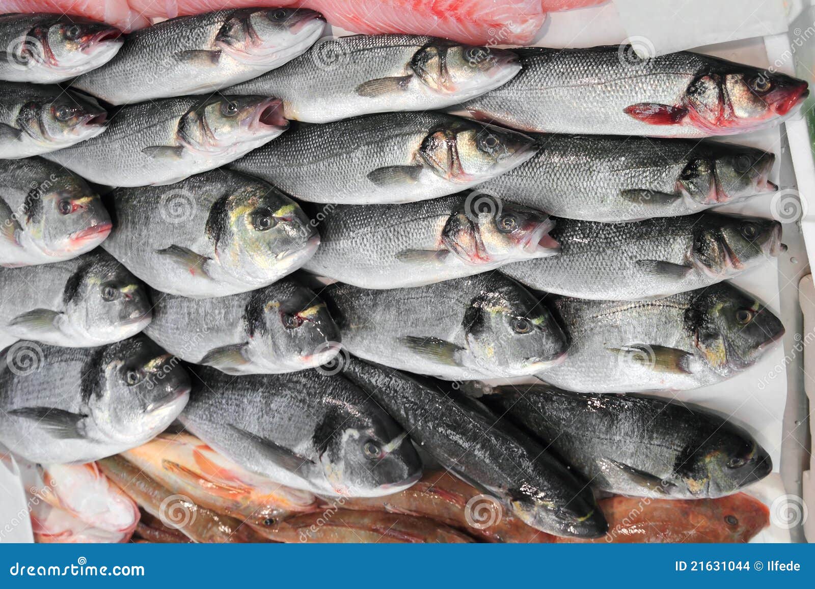 Poissons frais photo stock. Image du sain, loquet, poissons - 21631044