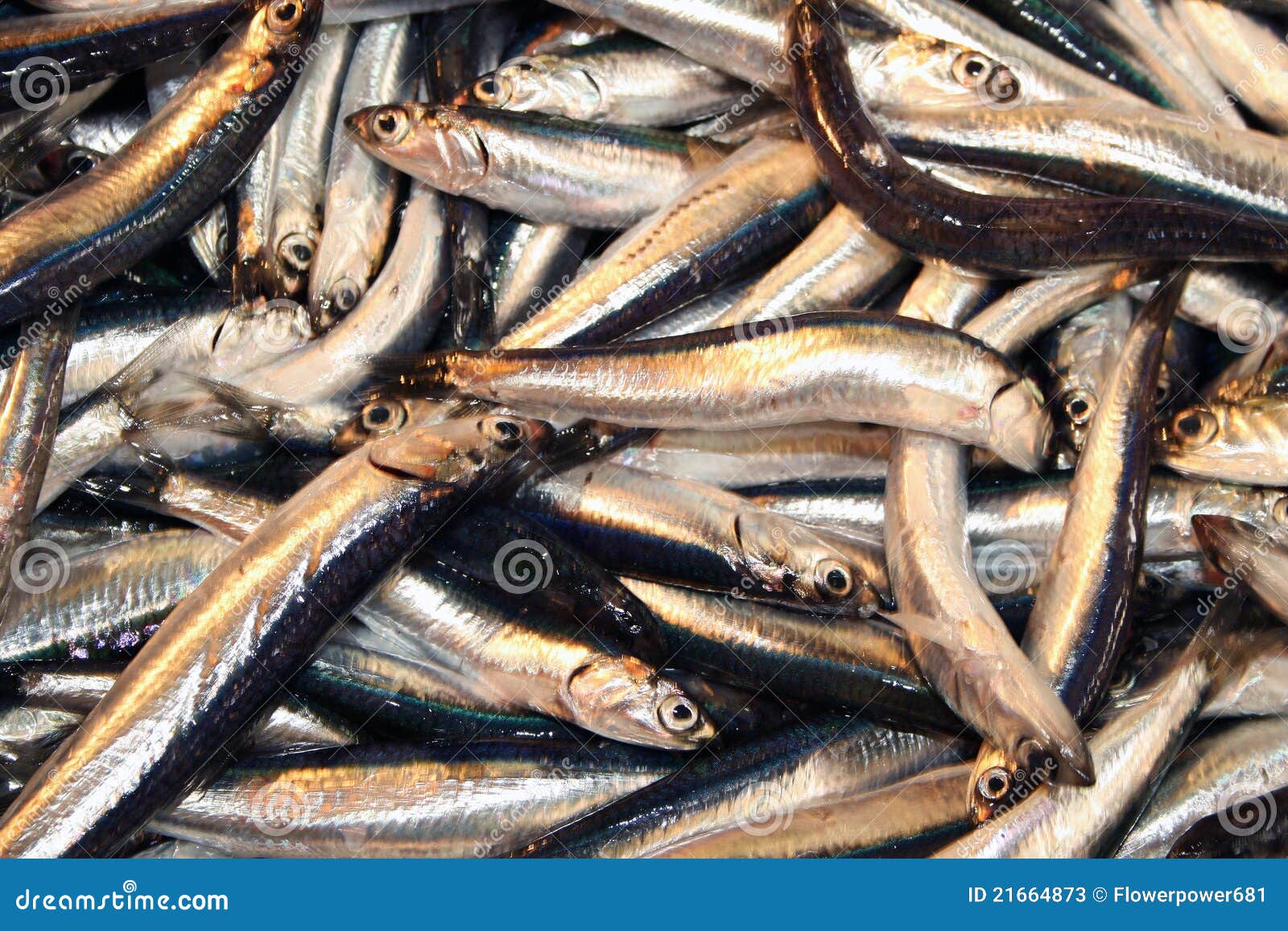 Poissons frais image stock. Image du sardines, bleu, nature - 21664873