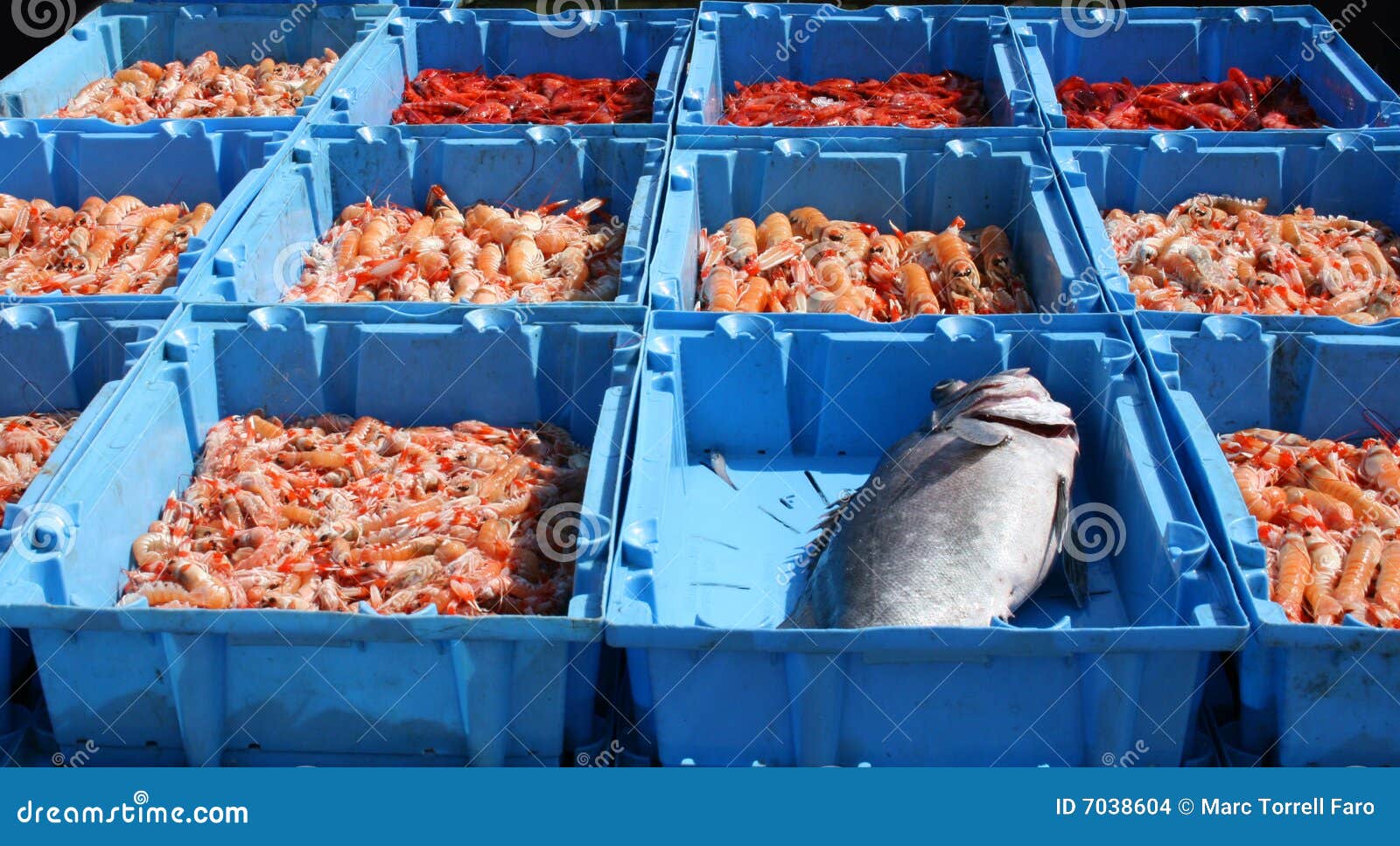 Poissons frais photo stock. Image du nourriture, sain - 7038604