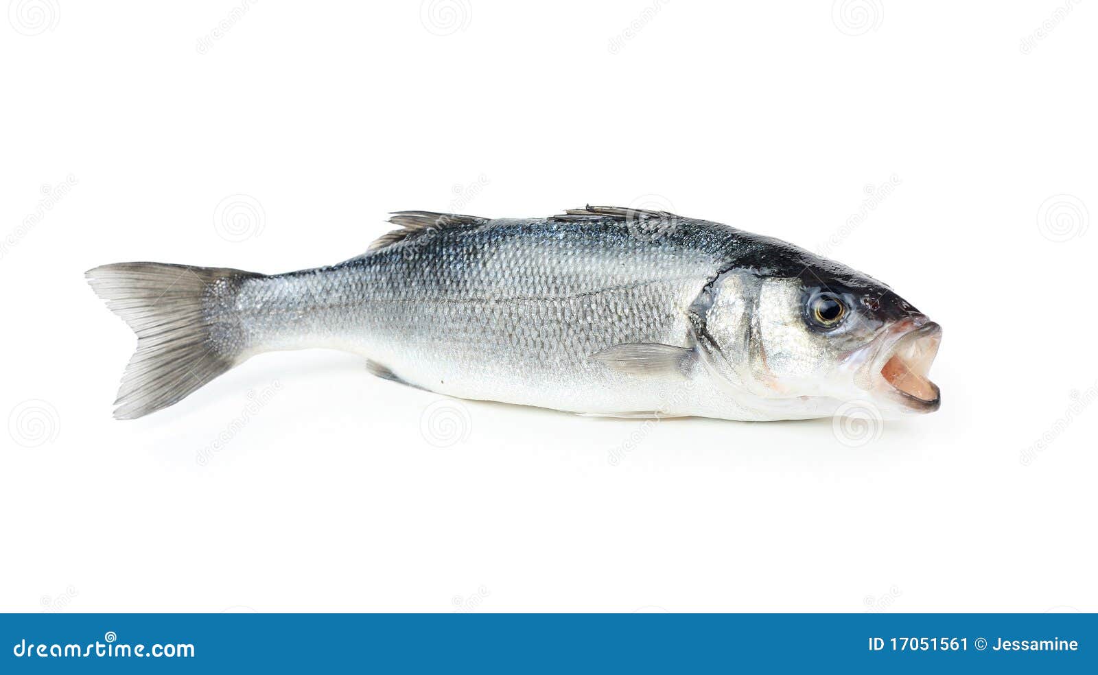 Poissons Frais De Bar De Mer Image stock - Image du basse, ouvert: 17051561