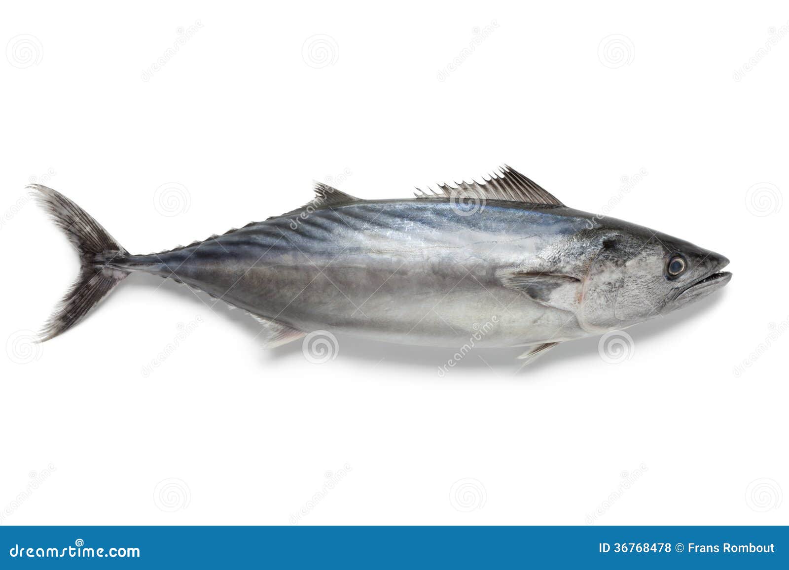 Poissons Frais De Bonito De Singlre Photo stock - Image du frais ...