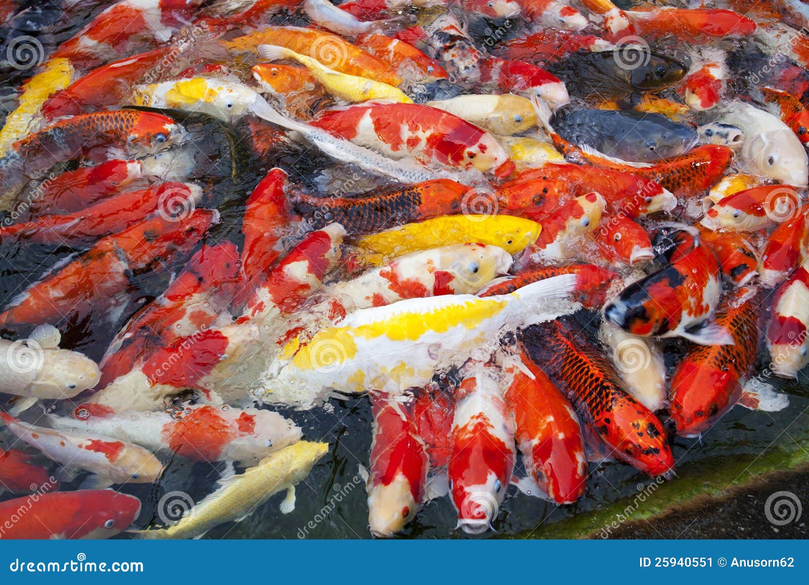 Poissons japonais de koi image stock. Image du aquatique - 25940551