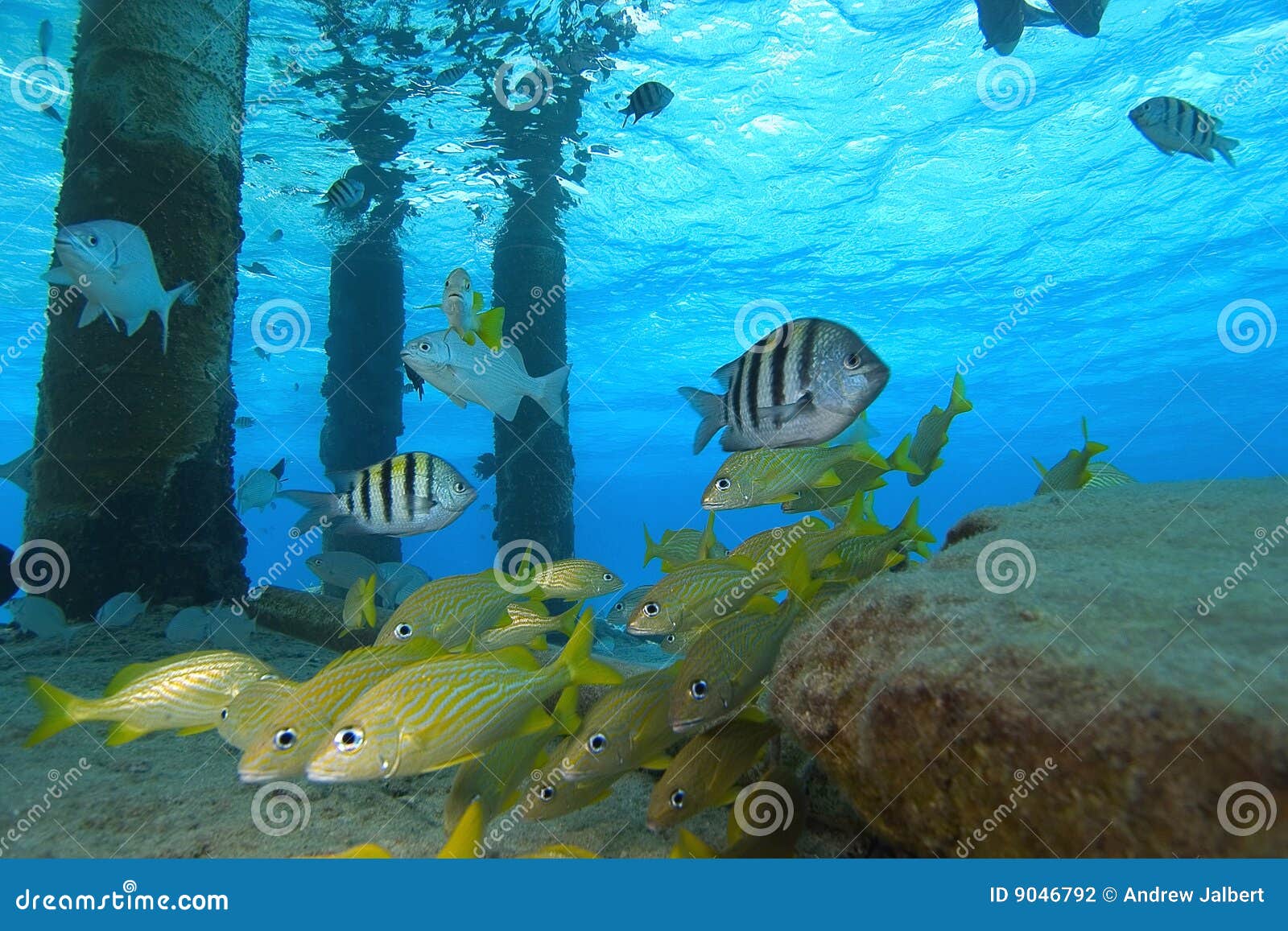 Poissons Mexique De Cozumel Tropical Photo stock - Image du île ...