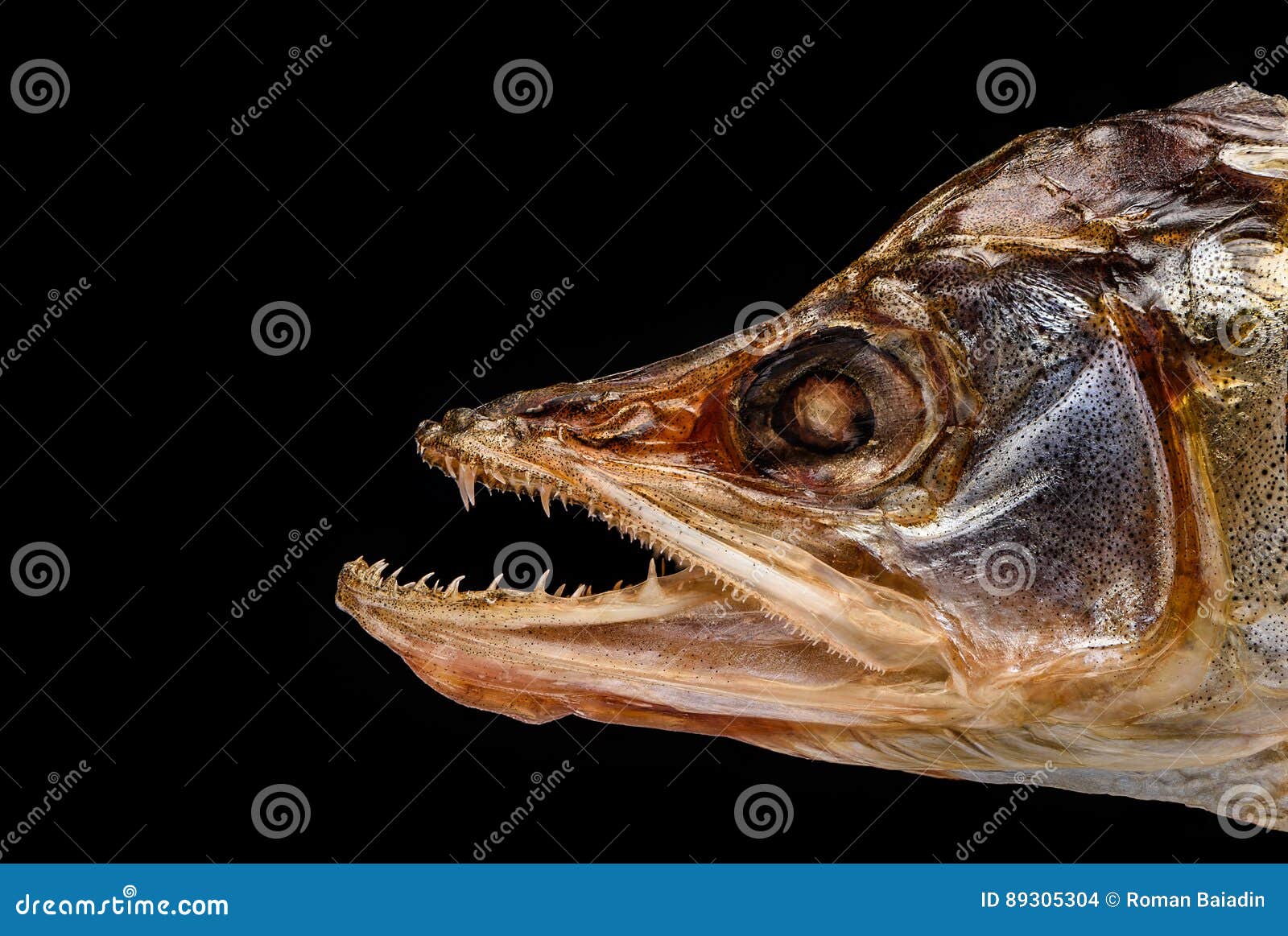 Poissons Monstrueux Sous L'eau Photo stock - Image du océan, croc: 89305304