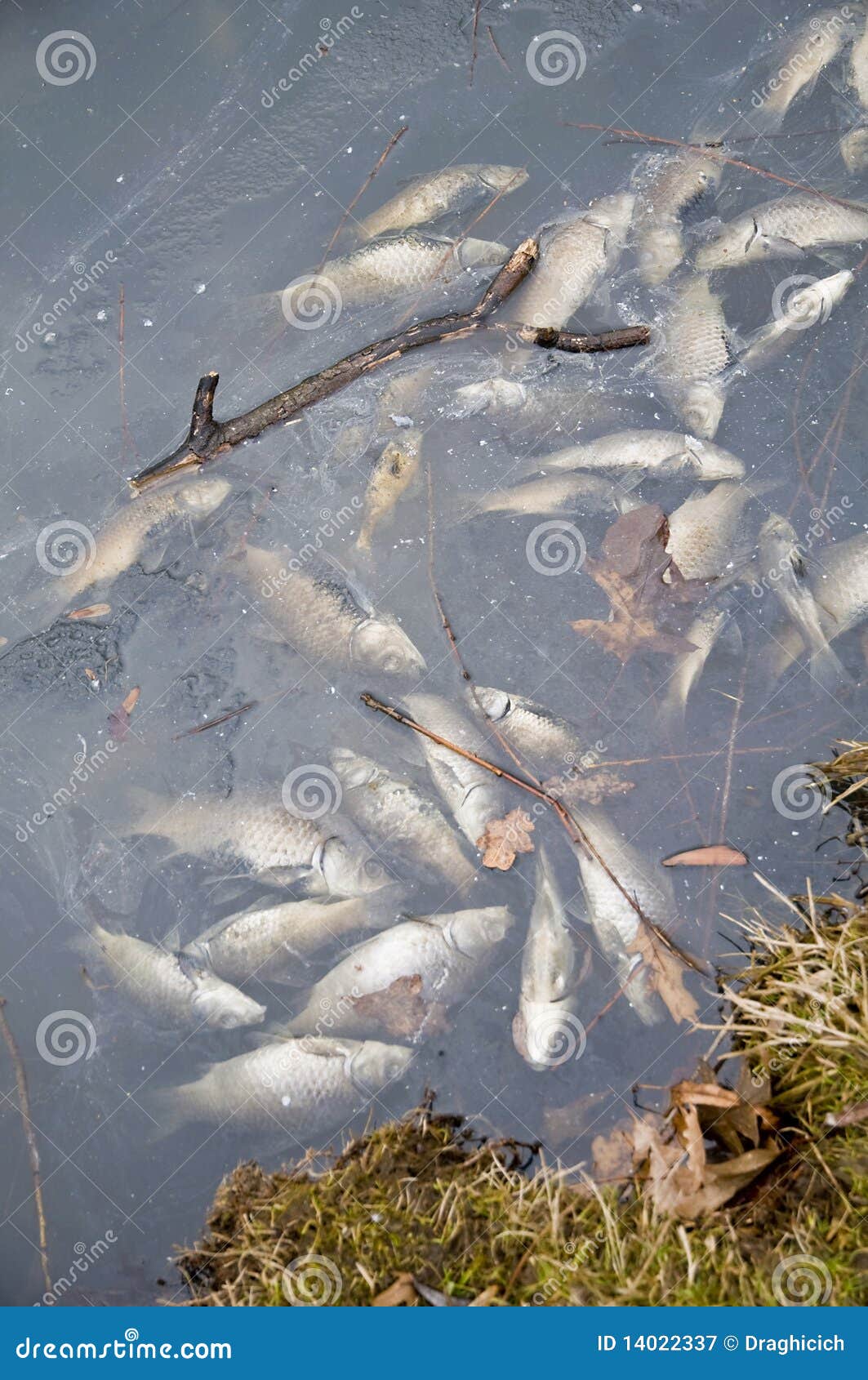 Poissons morts image stock. Image du perte, toxique, fleuve - 14022337