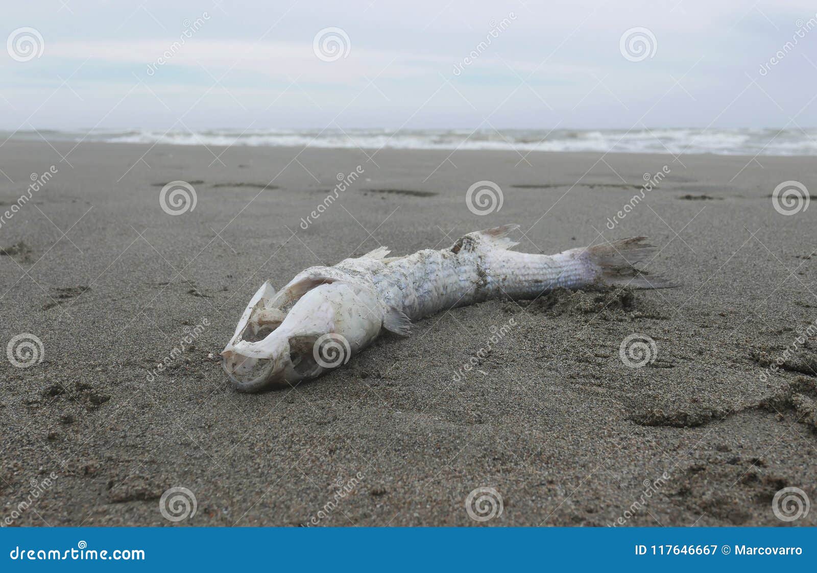 Poissons Morts Sur La Plage Image stock - Image du sable, sables: 117646667