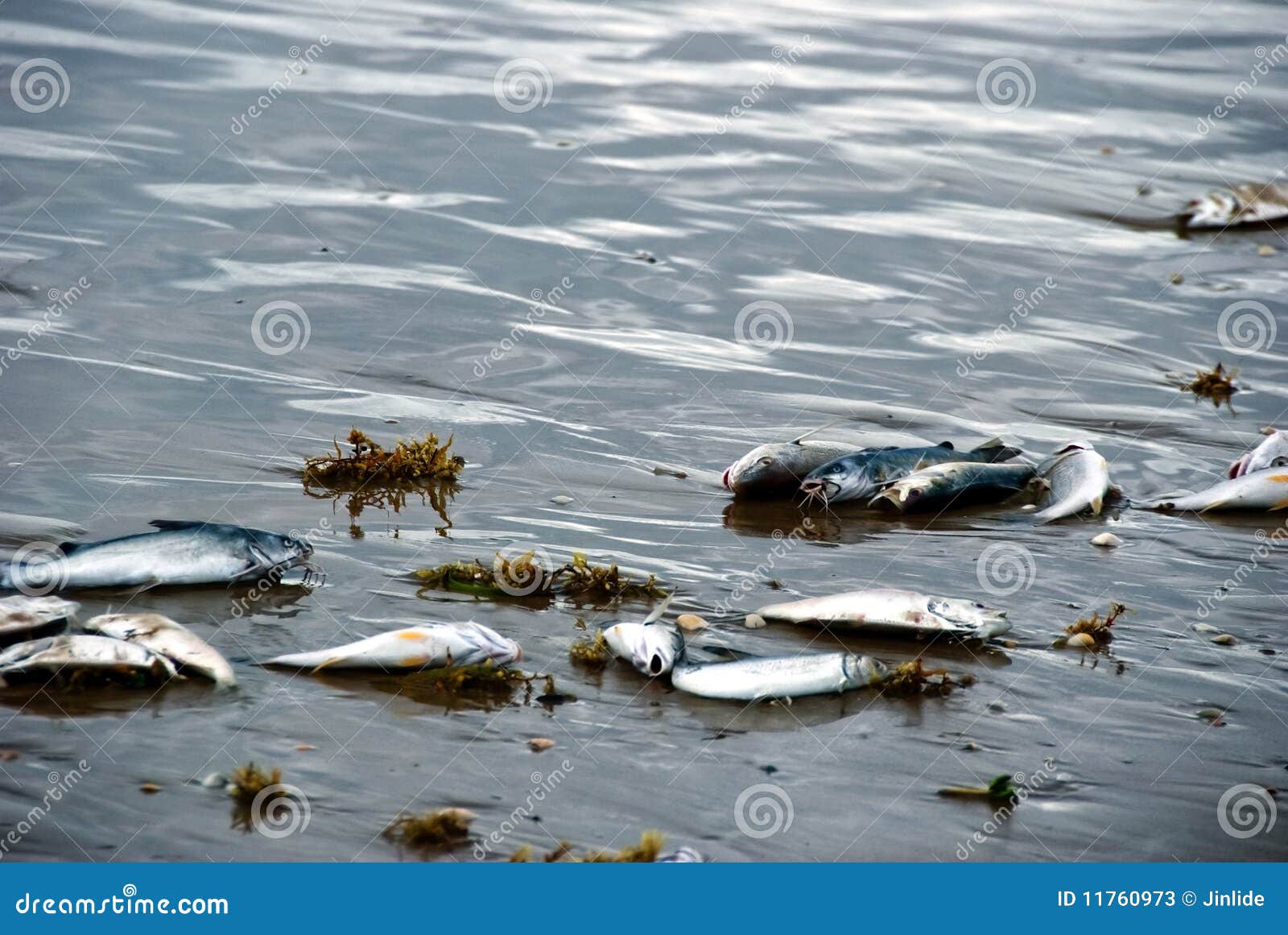 Poissons Morts Sur La Plage II Image stock - Image du rivage, marin ...