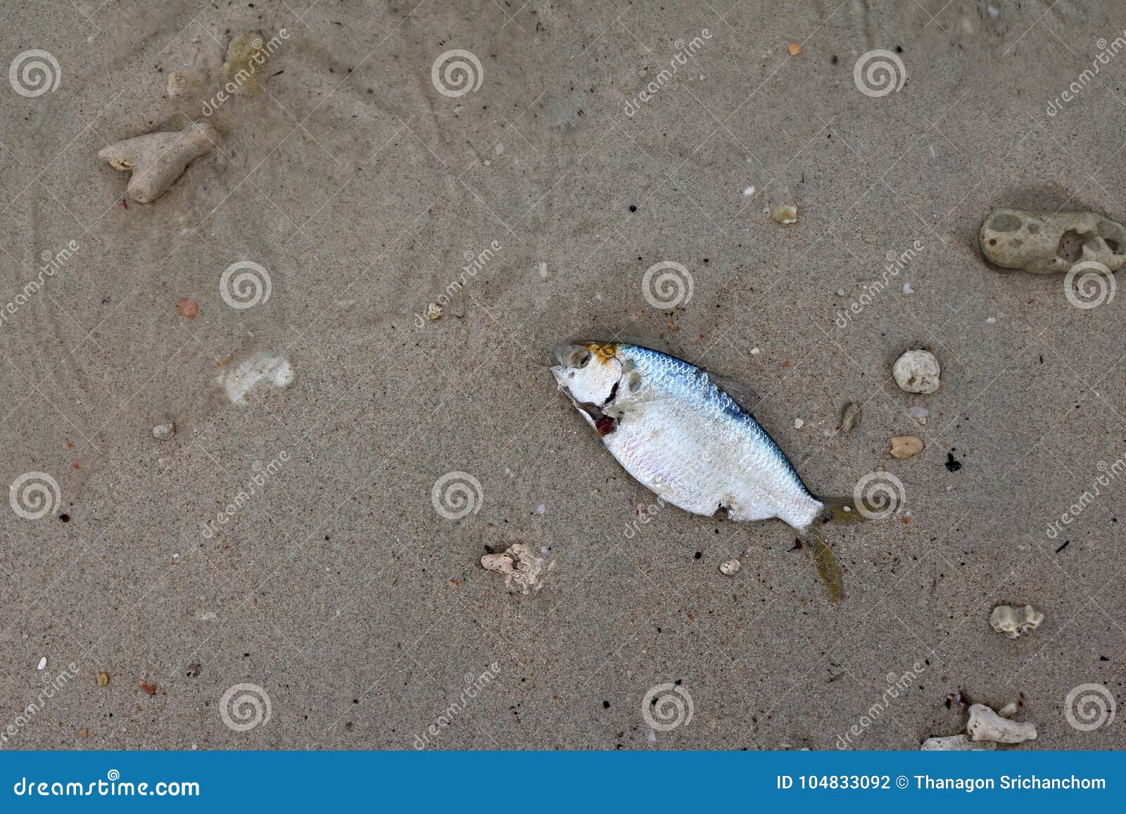 Poissons Morts Sur La Plage Par La Mer Photo stock - Image du marin ...