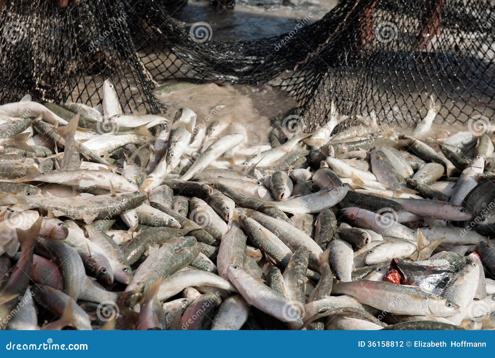 Poissons Pêchés Dans Les Filets Photo stock - Image du pêche, repas ...