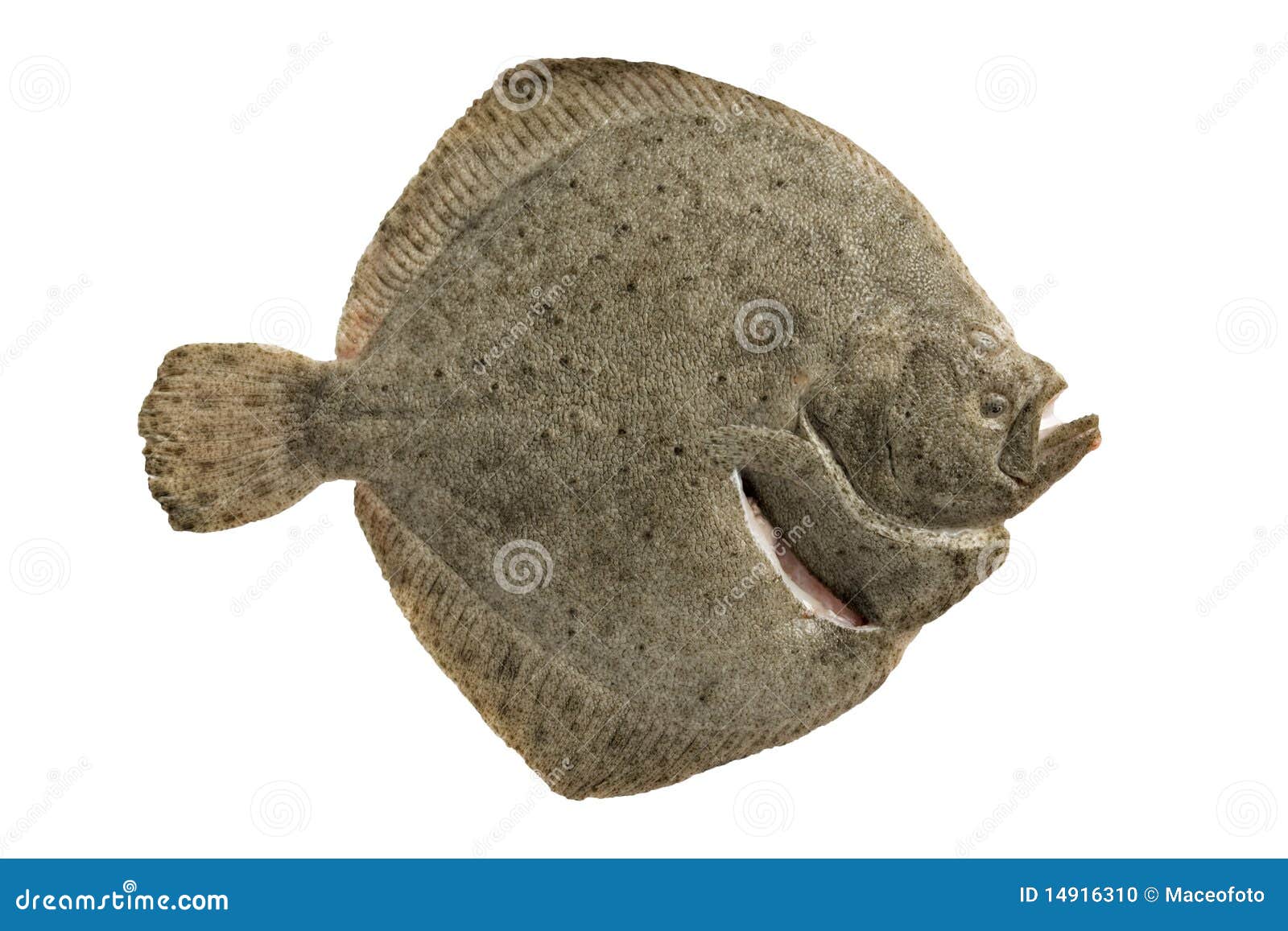 Poissons plats photo stock. Image du plat, blanc, vivacité - 14916310