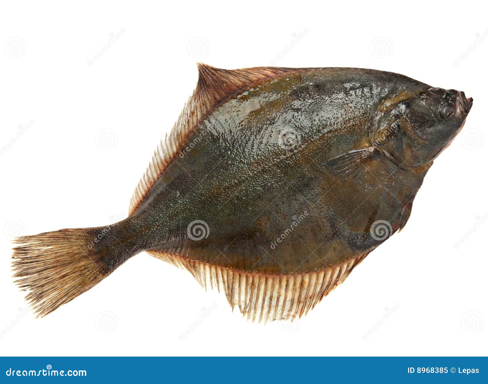 Poissons plats image stock. Image du image, détail, blanc - 8968385