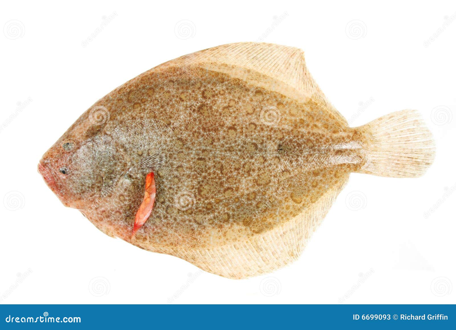 Poissons plats de barbue image stock. Image du bouche - 6699093