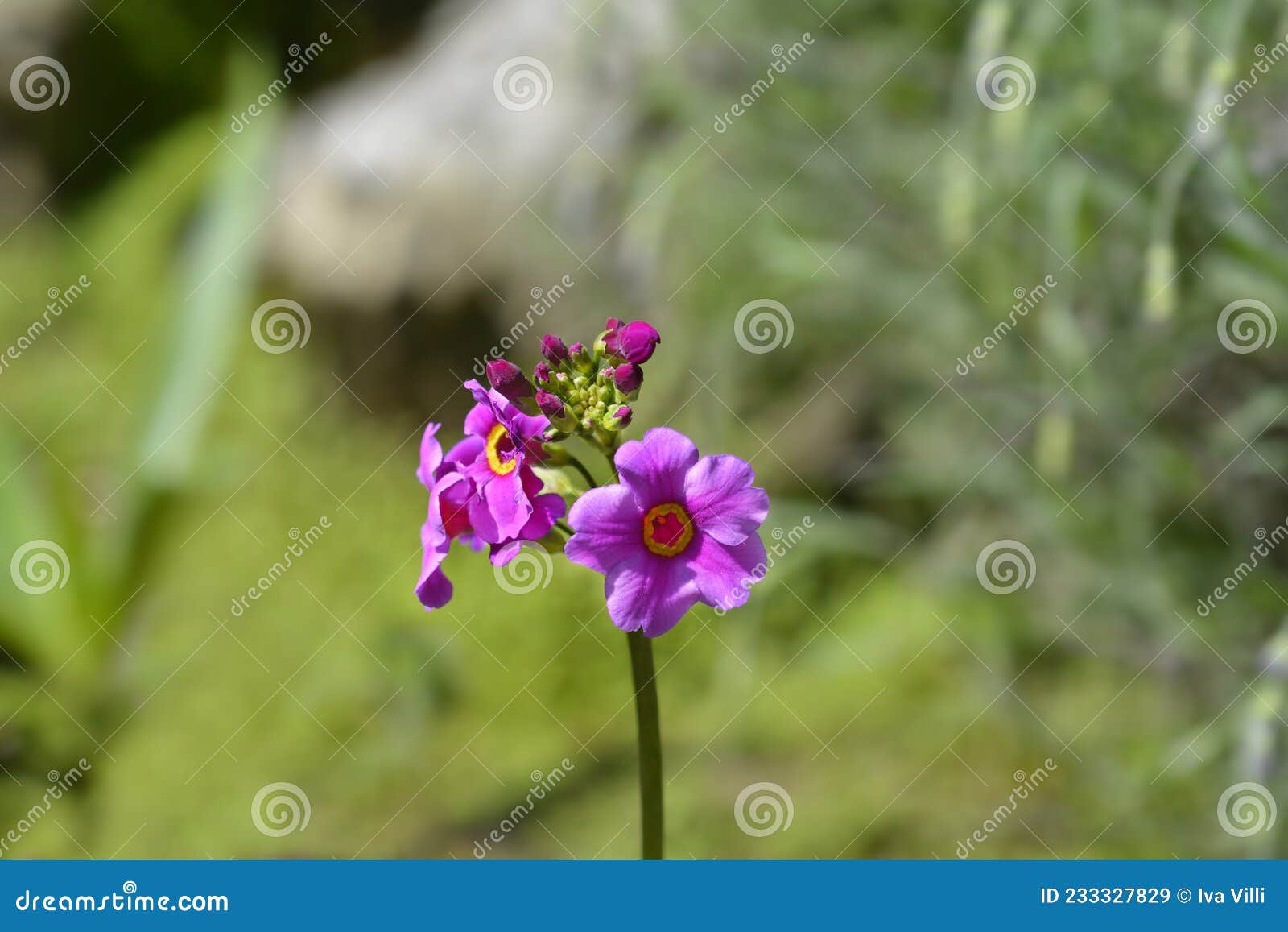 Poissons primrose stock image. Image of outdoors, garden - 233327829