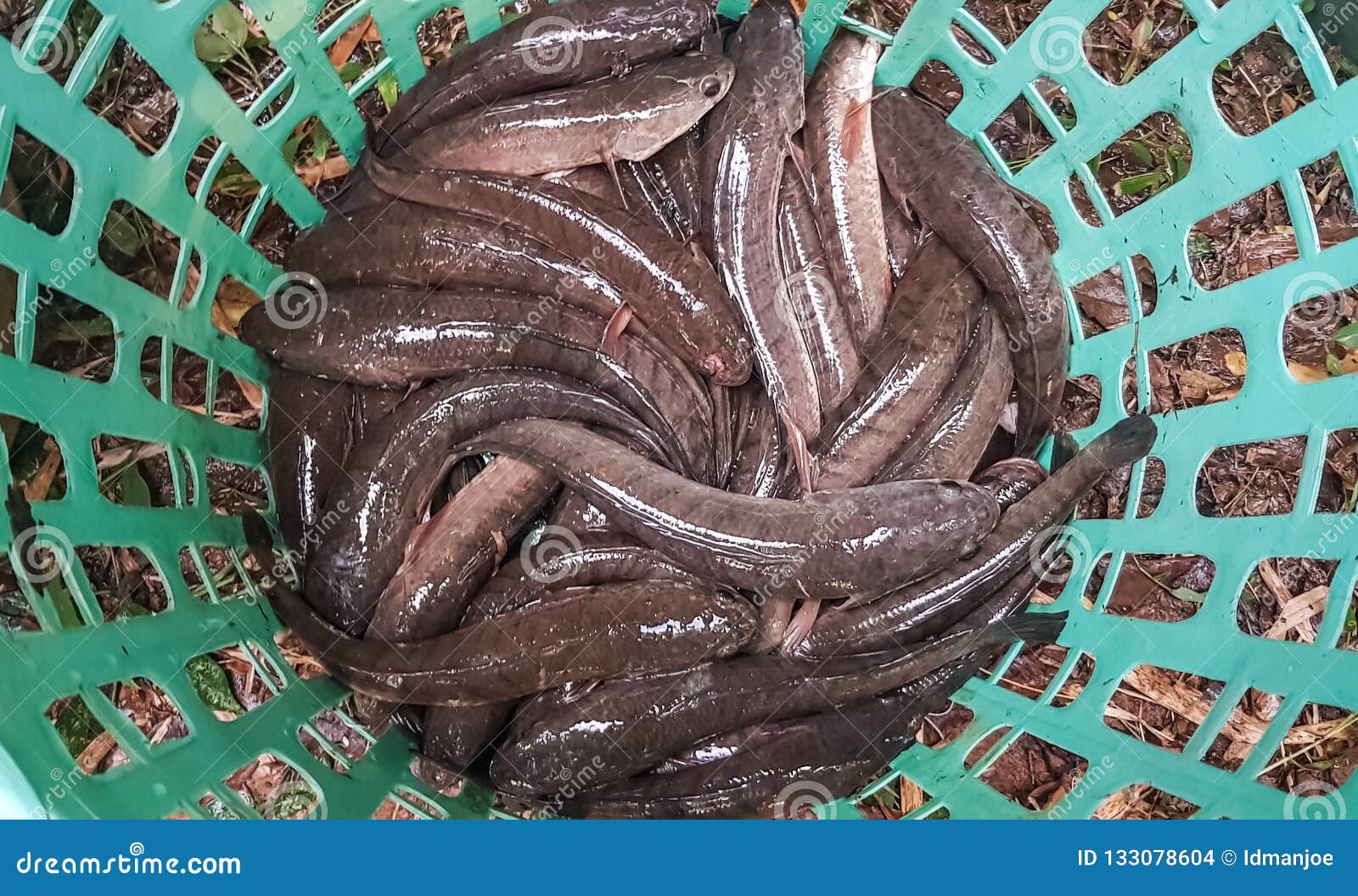 Poissons Principaux De Serpent Photo stock - Image du rayé, marché ...