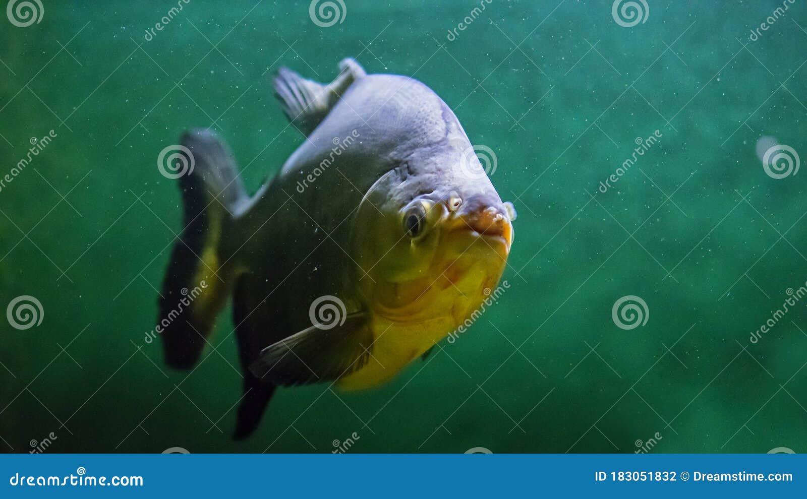 Poissons Qui Nagent Dans La Macro D'eau Photo stock - Image du ...