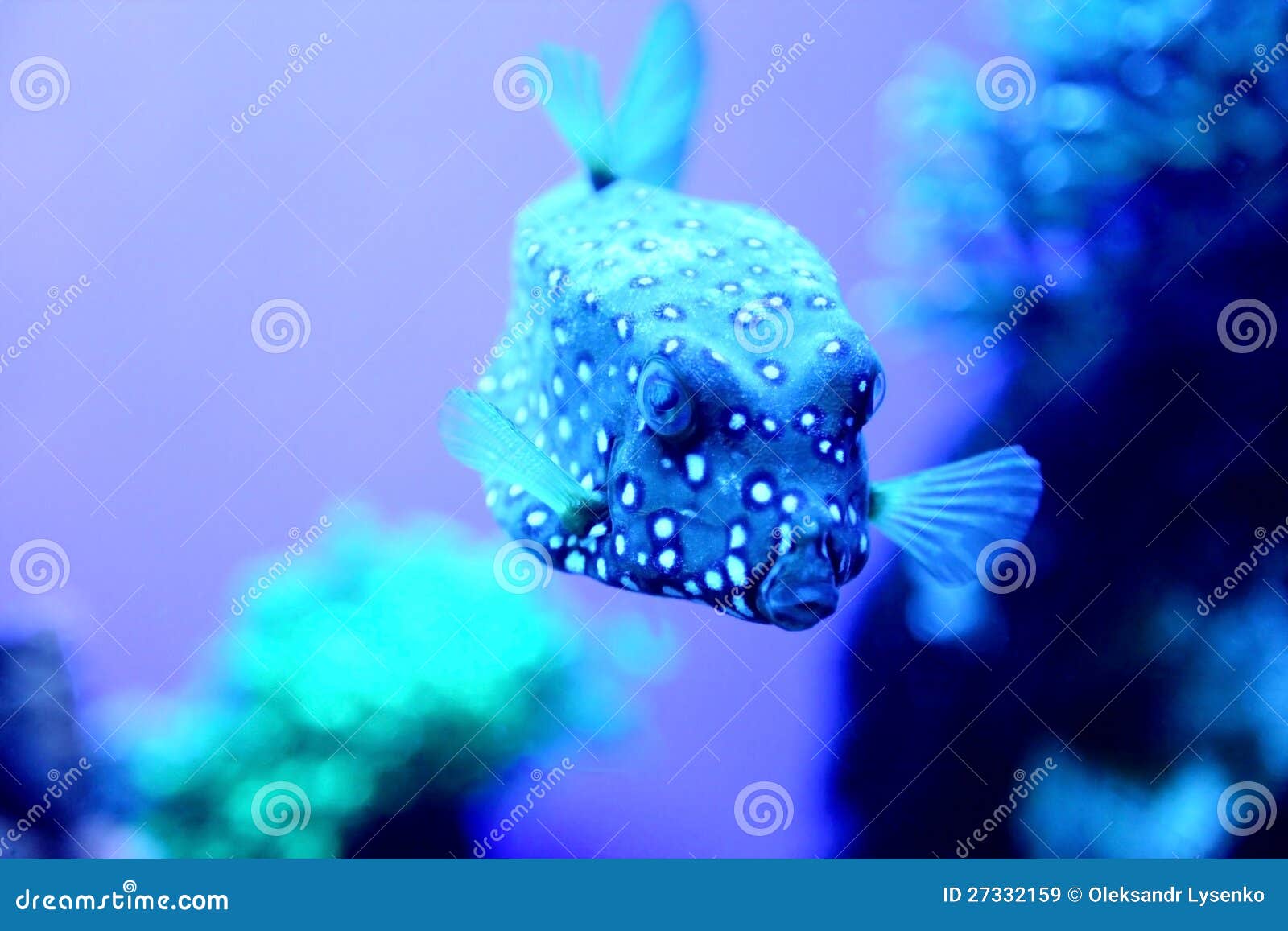 Poissons Rares De La Mer Rouge Image stock - Image du goldfish ...