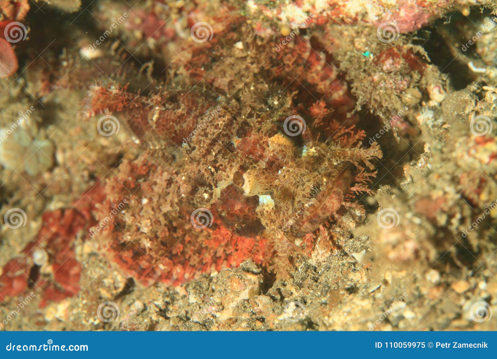 Poissons - Rascasse Tasseled Image stock - Image du animal, sulawesi ...