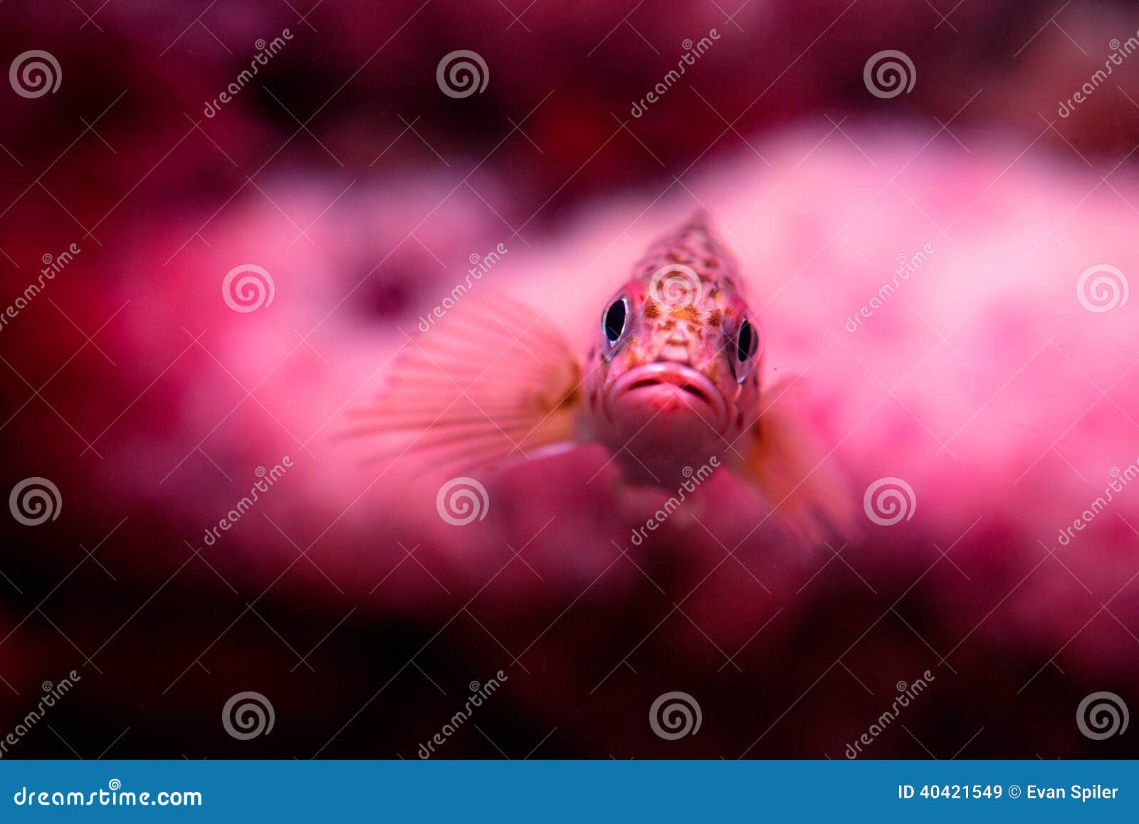 10,420 Photos de Poissons Roses - Photos de stock gratuites et libres ...