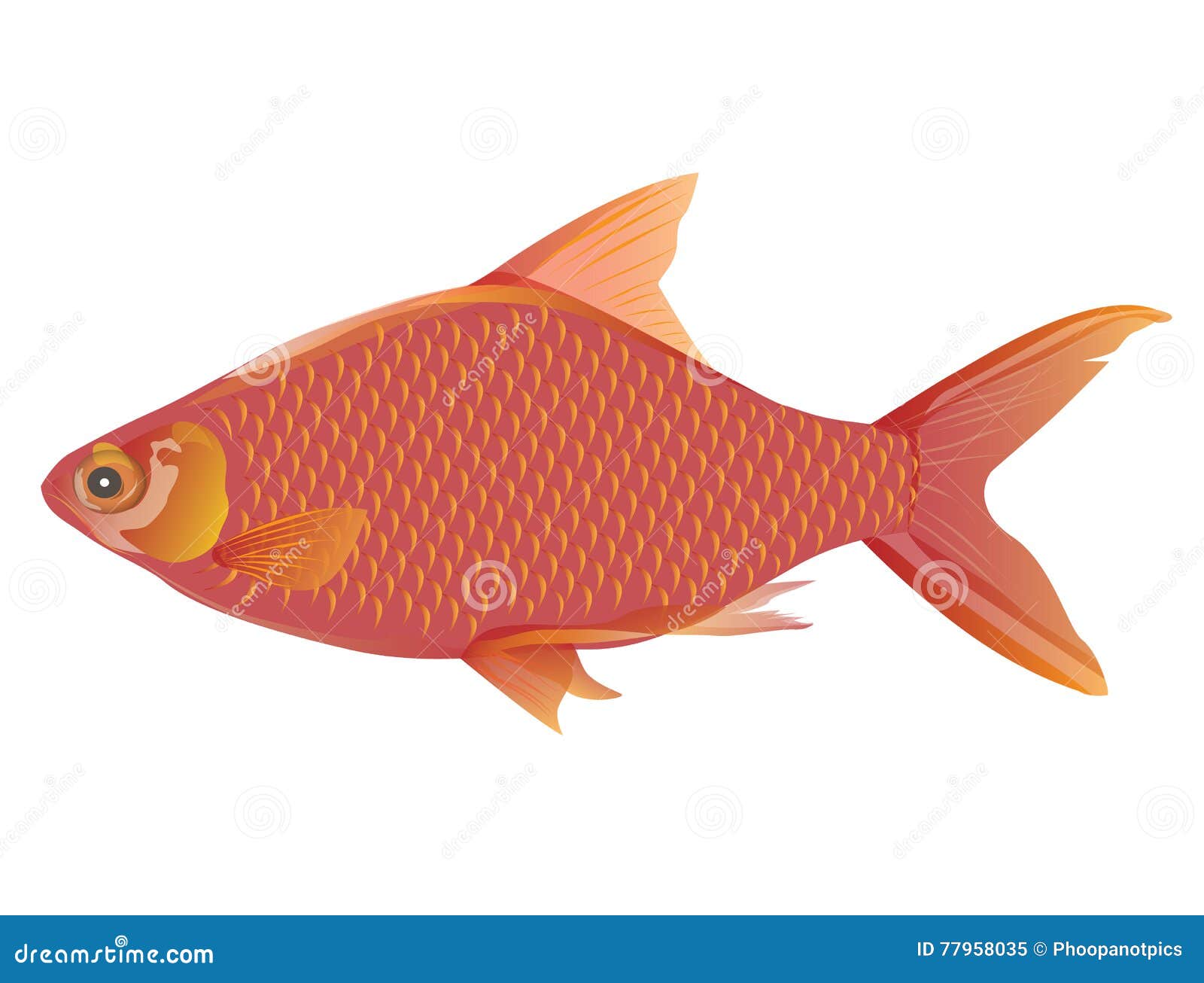 Poissons rouges illustration de vecteur. Illustration of océan - 77958035
