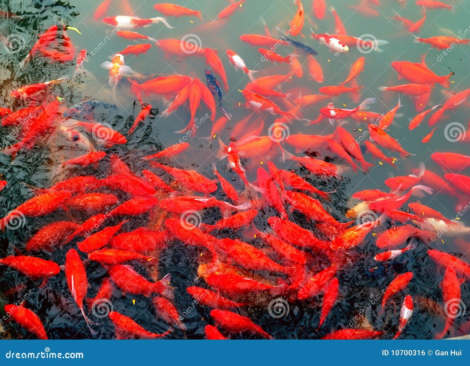 Poissons Rouges D'aquarium Dans Le Lac Photo stock - Image du animal ...