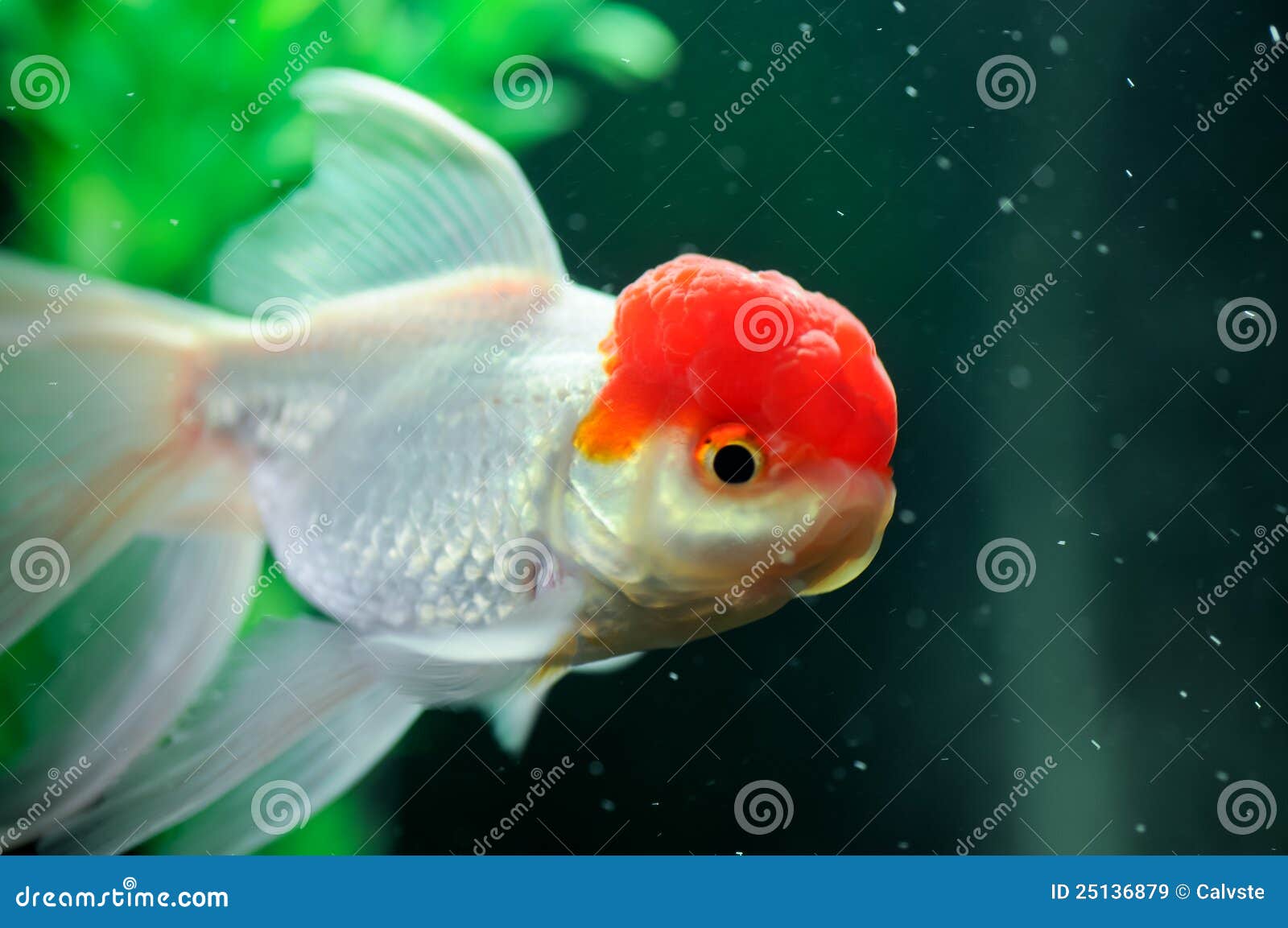 Poissons Rouges D'oranda De Capuchon Image stock - Image du étang, bain ...