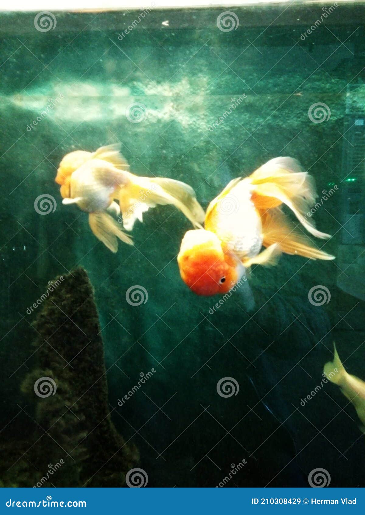 Poissons Rouges Dans L'eau De L'aquarium Illustration Stock ...
