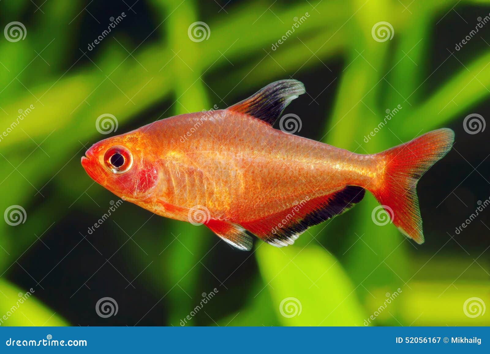 Poissons Rouges De Phantom Tetra Image stock - Image du réfraction ...