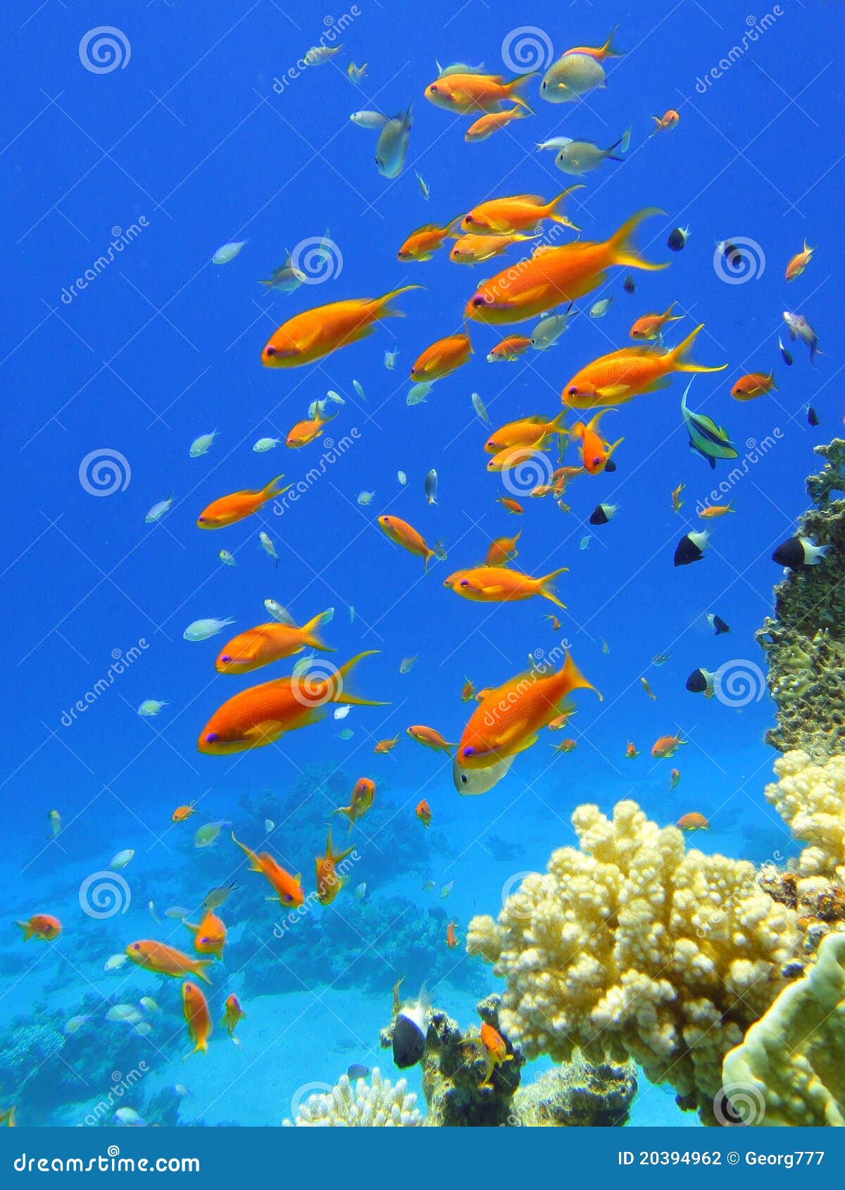 Poissons Rouges En Mer Rouge Photo stock - Image du petit, poissons ...