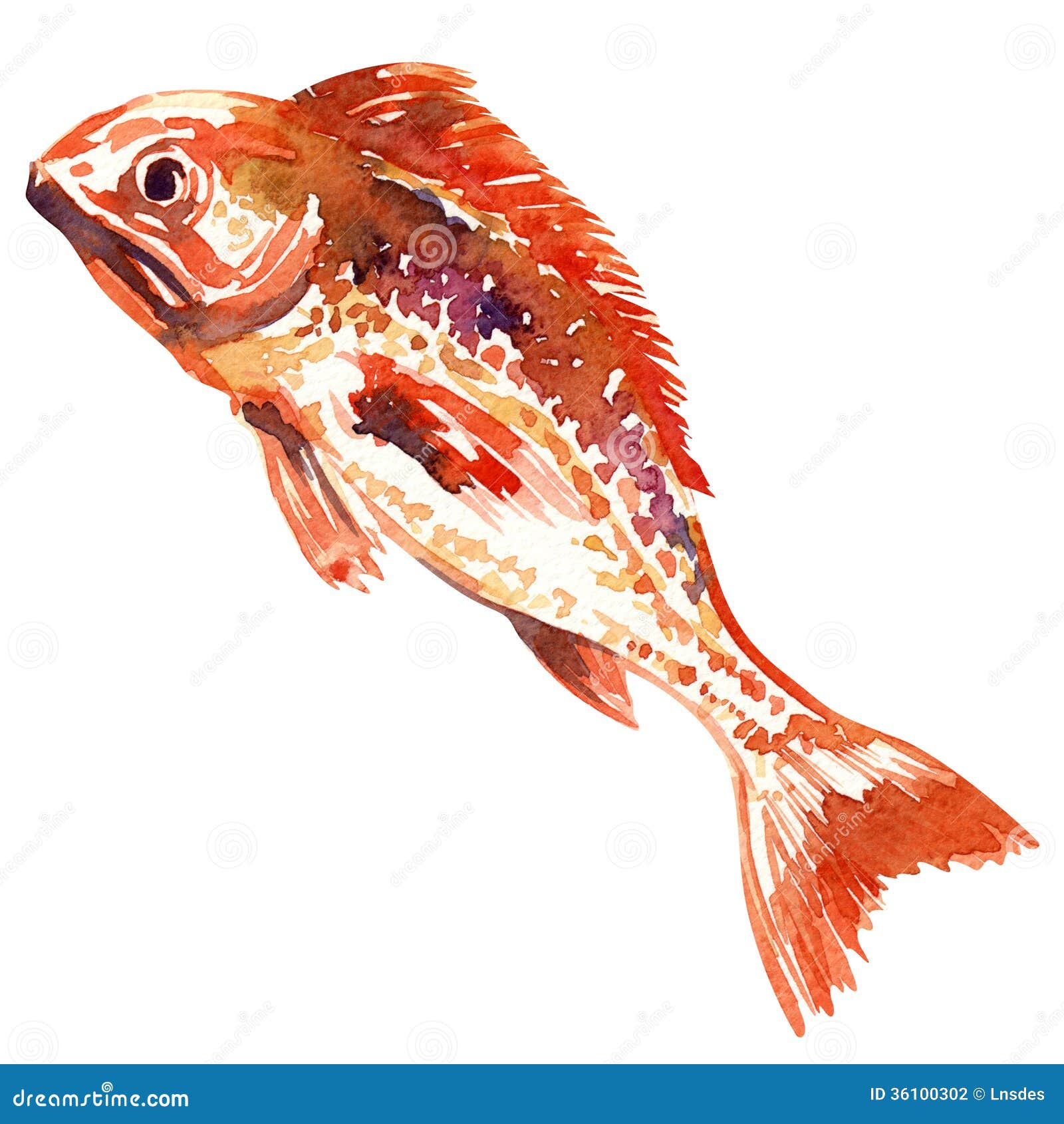 Poissons Rouges. Peinture D'aquarelle Illustration Stock - Illustration ...