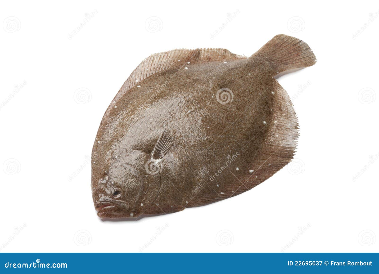 Poissons Simples Entiers De Barbue Image stock - Image du fond, frais ...