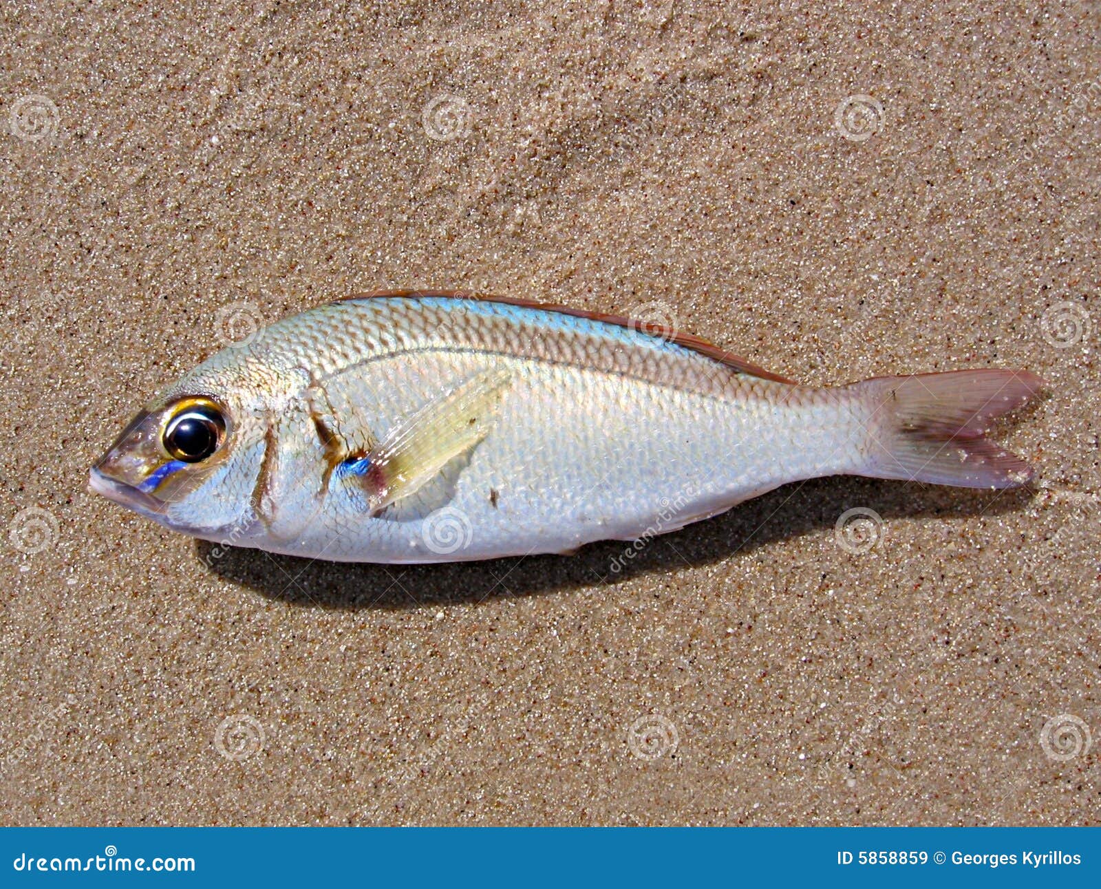 Poissons sur le sable image stock. Image du tige, moulage - 5858859