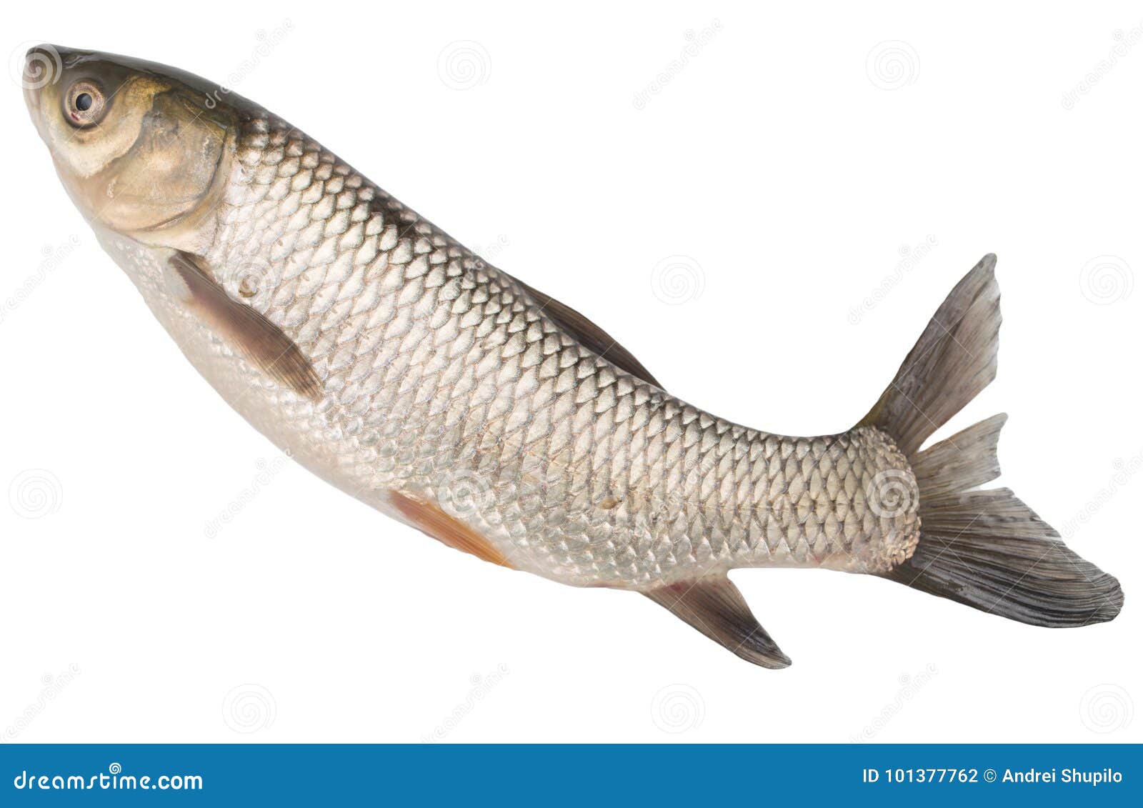 Poissons sur un fond blanc photo stock. Image du sain - 101377762