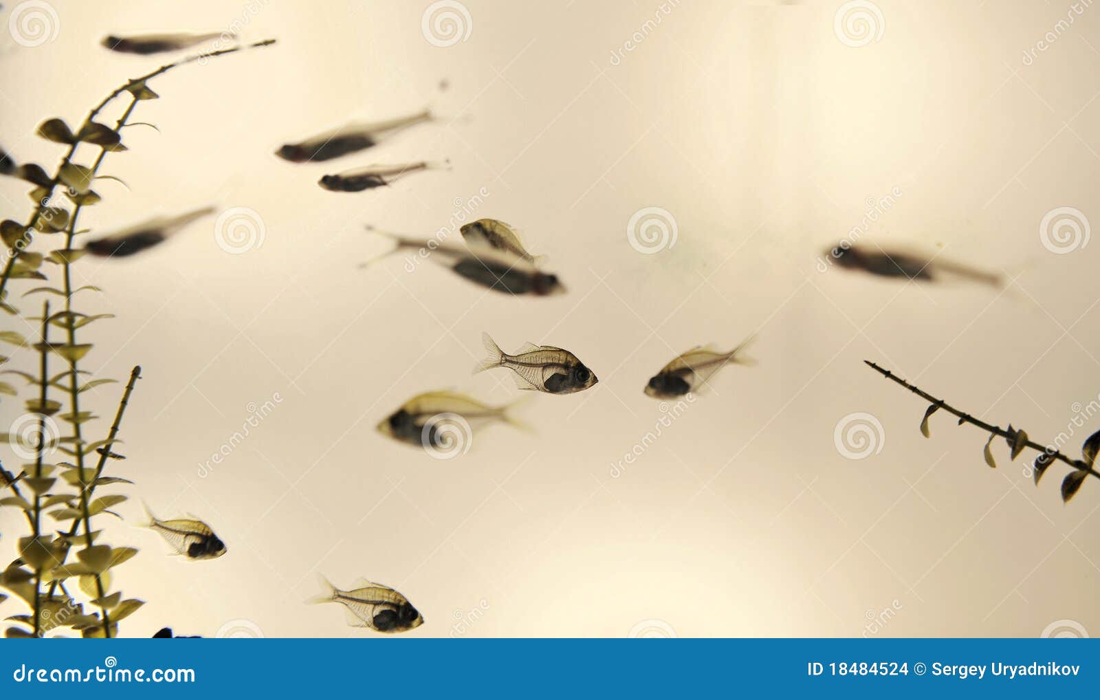Poissons transparents. photo stock. Image du image, nature - 18484524