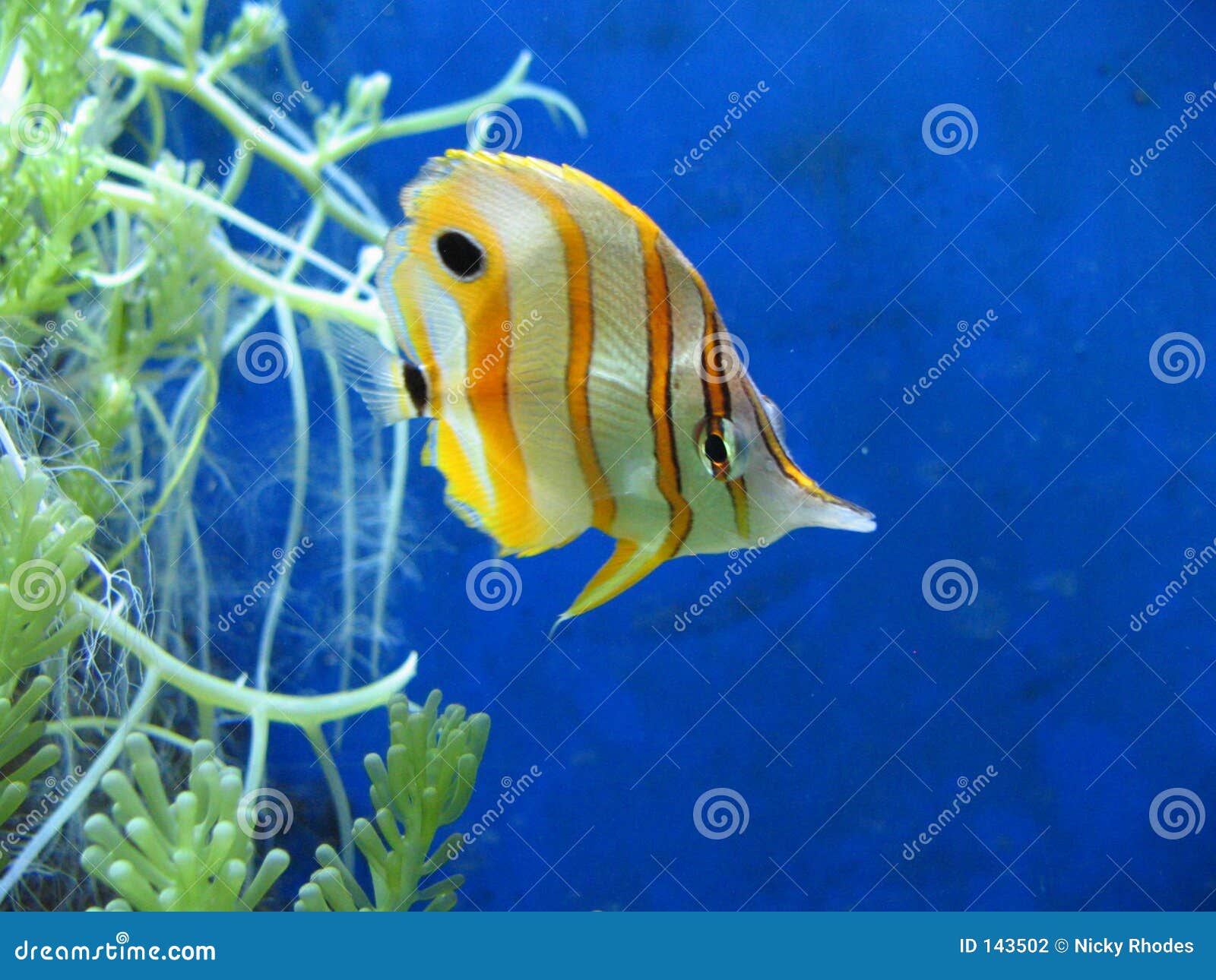 Poissons tropicaux photo stock. Image du bleu, vacances - 143502