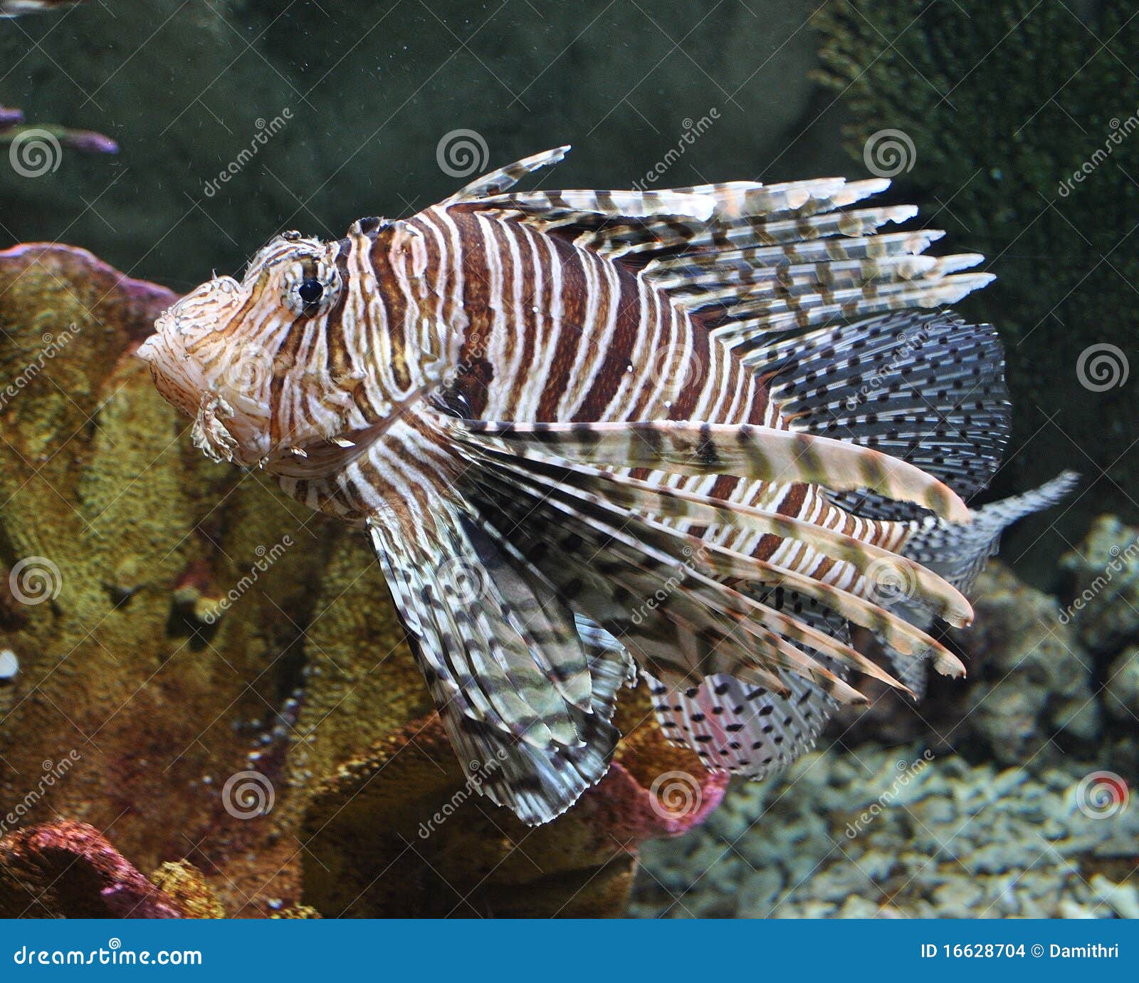 Poissons tropicaux photo stock. Image du vivant, océan - 16628704