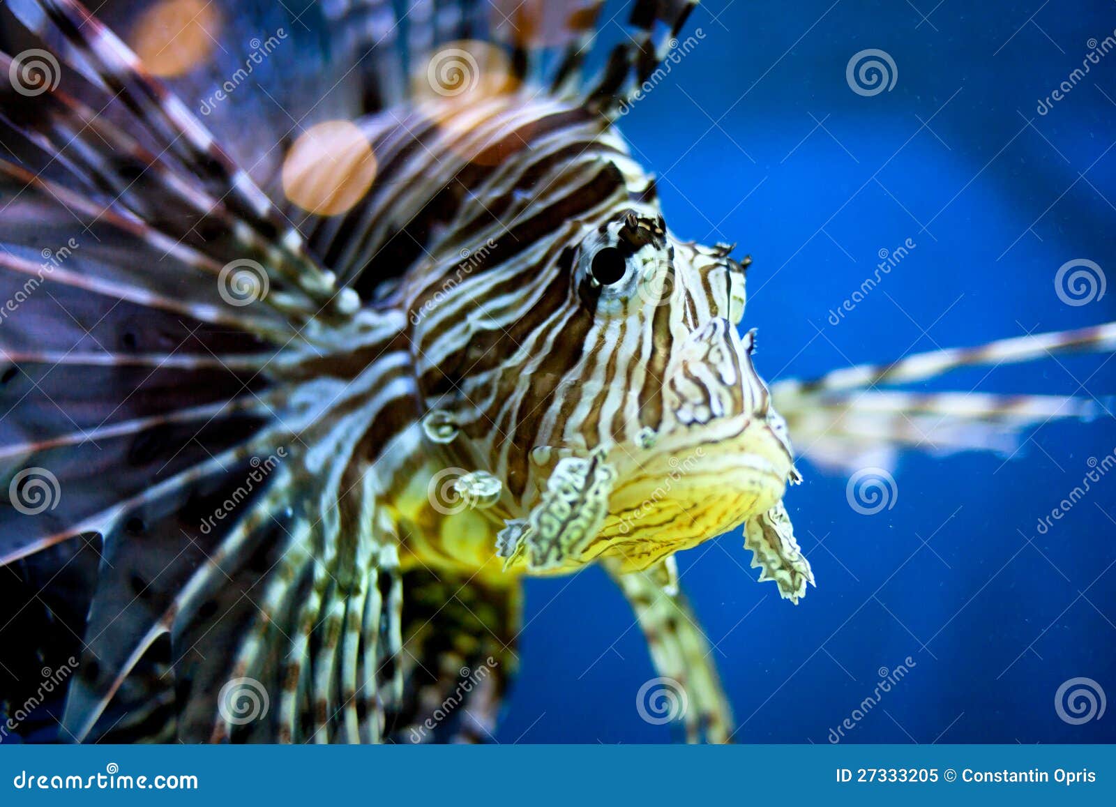 Poissons tropicaux image stock. Image du tropical, aquarium - 27333205
