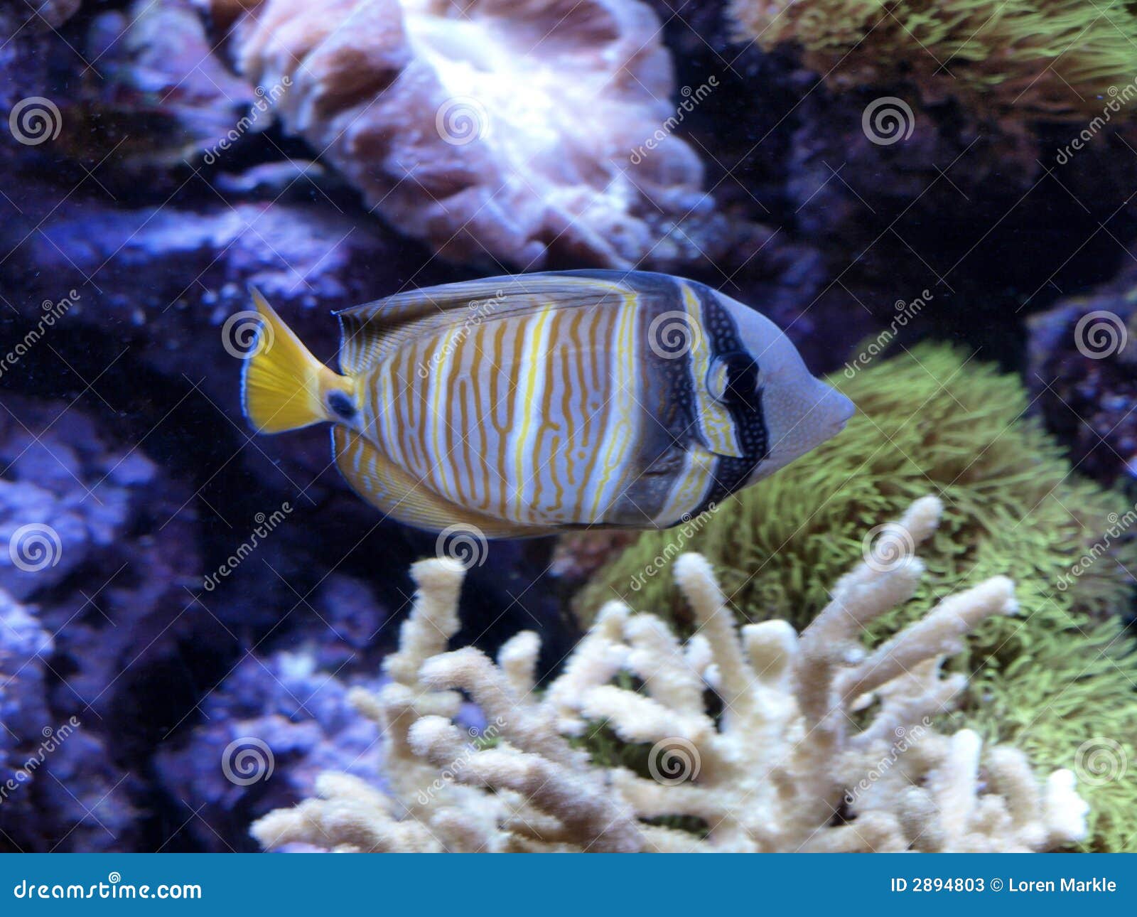 Poissons tropicaux image stock. Image du aquariums, corail - 2894803